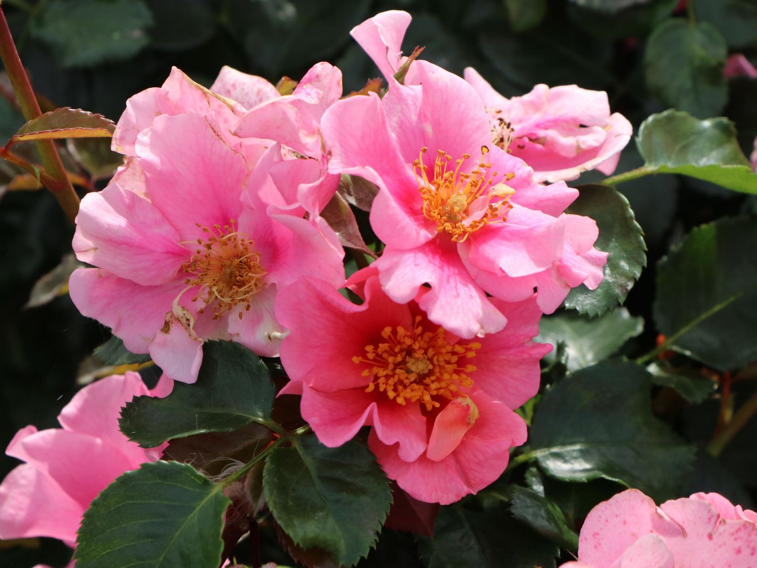 Beetrose 'See you ® in pink' - Schönste Rosen & Expertenwissen