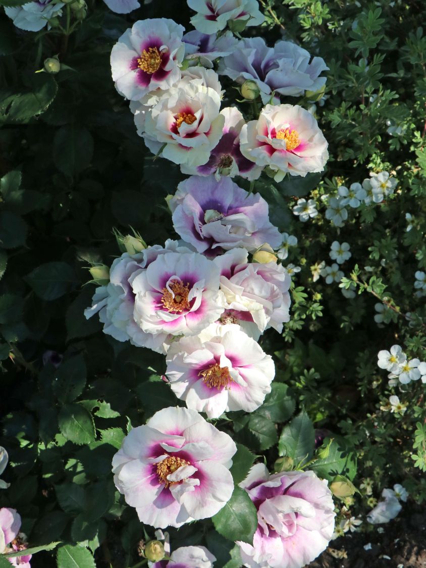Beetrose 'SEE YOU ® in purple' - Schönste Rosen & Expertenwissen