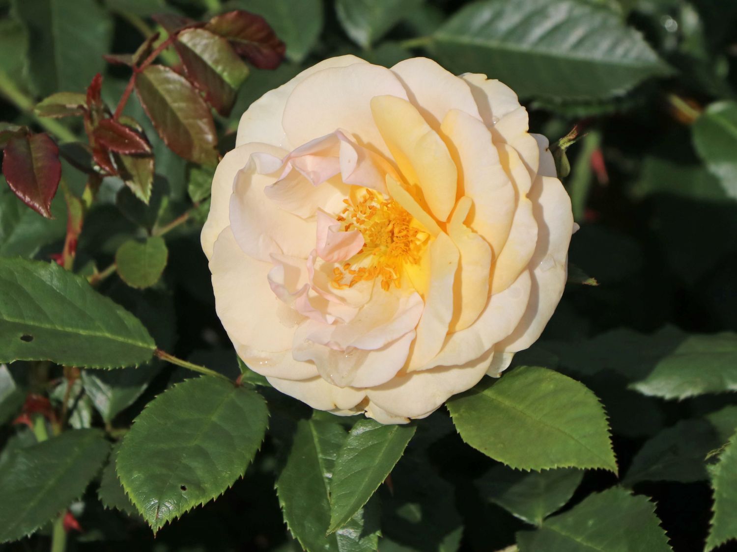 Beetrose 'Sweet Honey' ® - Finde Deine neue Rose + Online Ratgeber