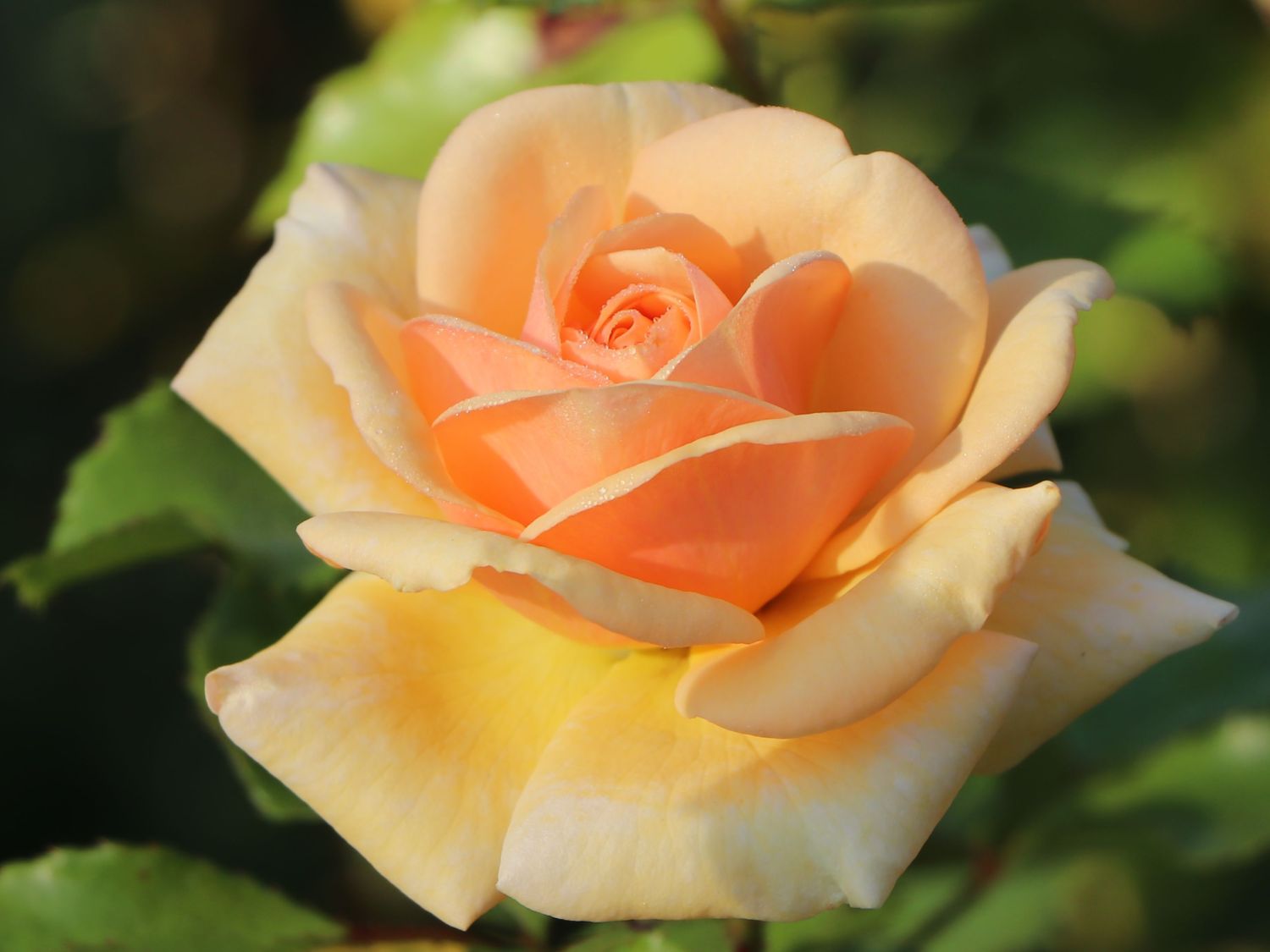 Beetrose 'Sweet Honey' ® - Finde Deine neue Rose + Online Ratgeber