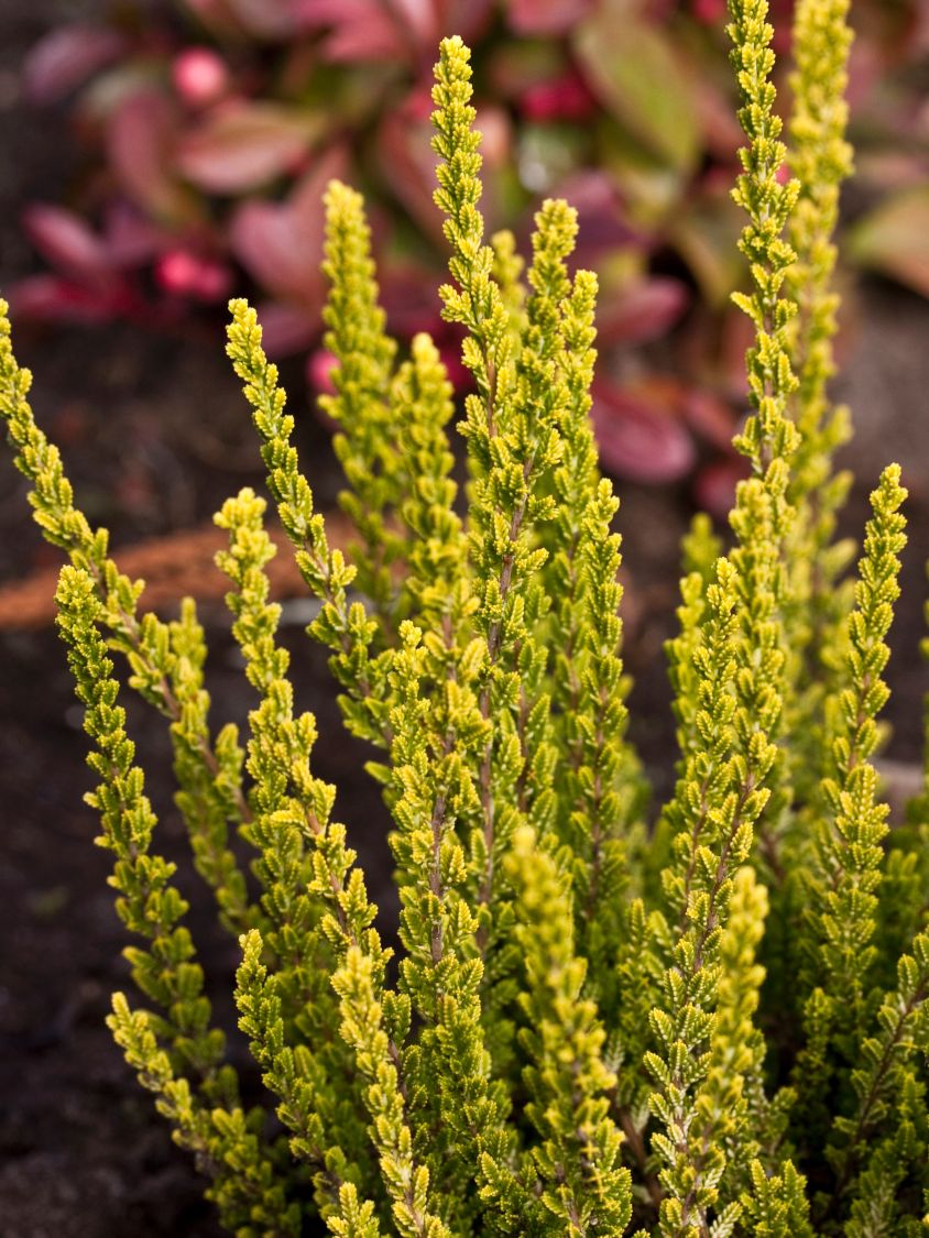 Besenheide 'Zeta' - Calluna vulgaris 'Zeta' - Baumschule Horstmann