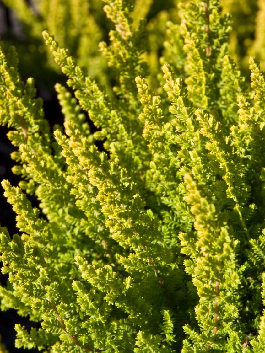 Besenheide 'Zeta' - Calluna vulgaris 'Zeta' - Baumschule Horstmann