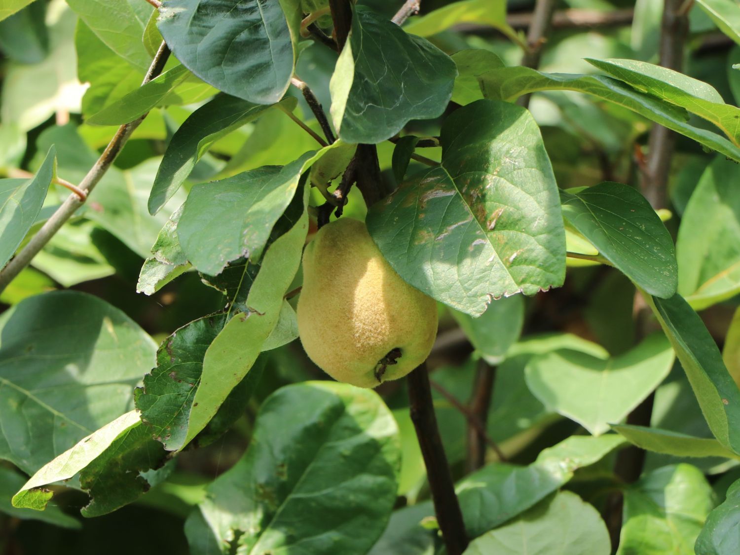 Birnenquitte 'Cydora Robusta' - Cydonia 'Cydora Robusta' - Baumschule ...