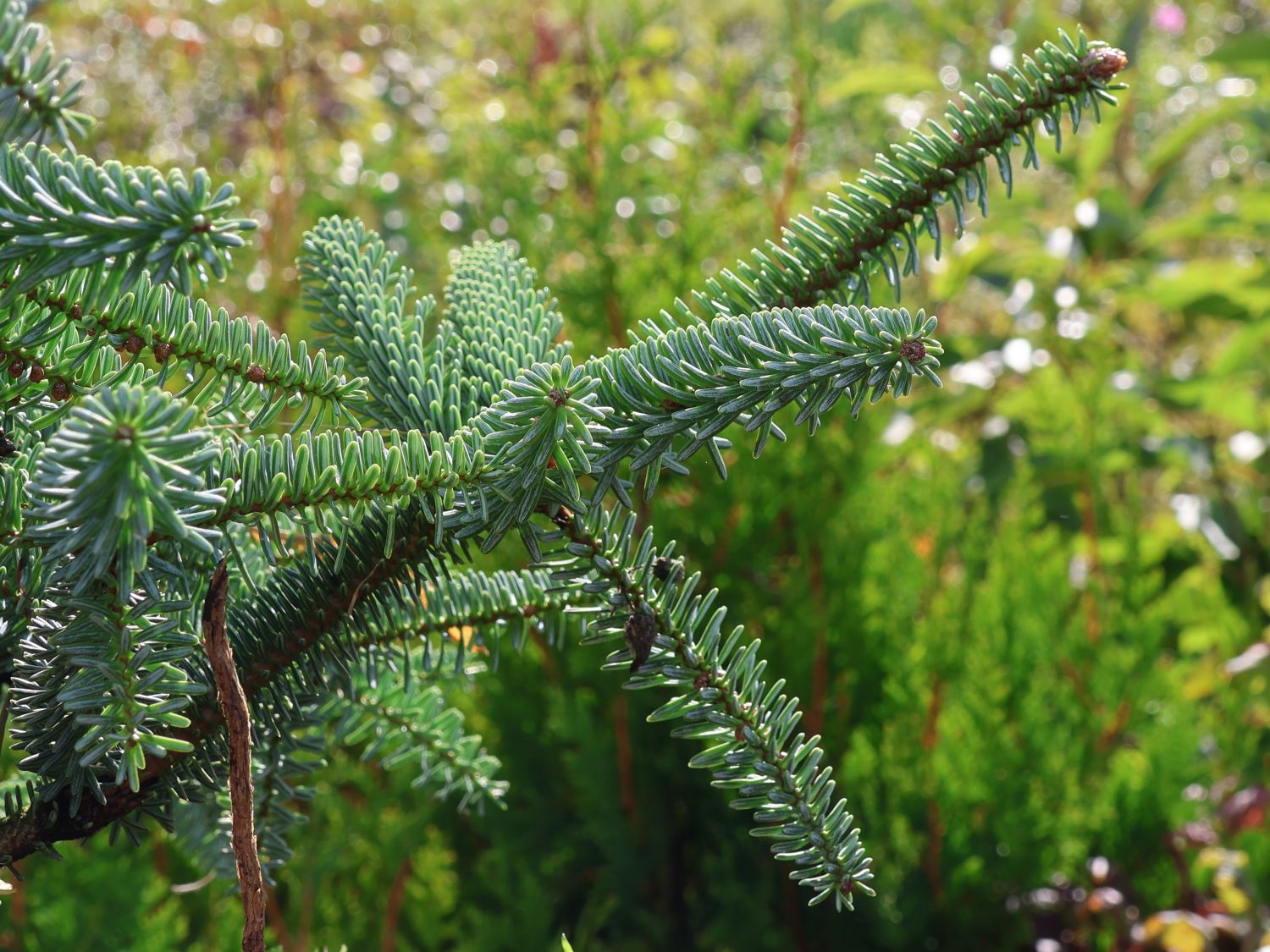 Blaue Spanische Tanne 'Kelleriis' - Abies pinsapo 'Kelleriis ...