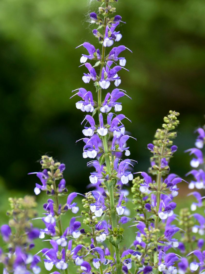 Blüten-Salbei Color Spiers 'Azure Snow' für Deinen Garten!