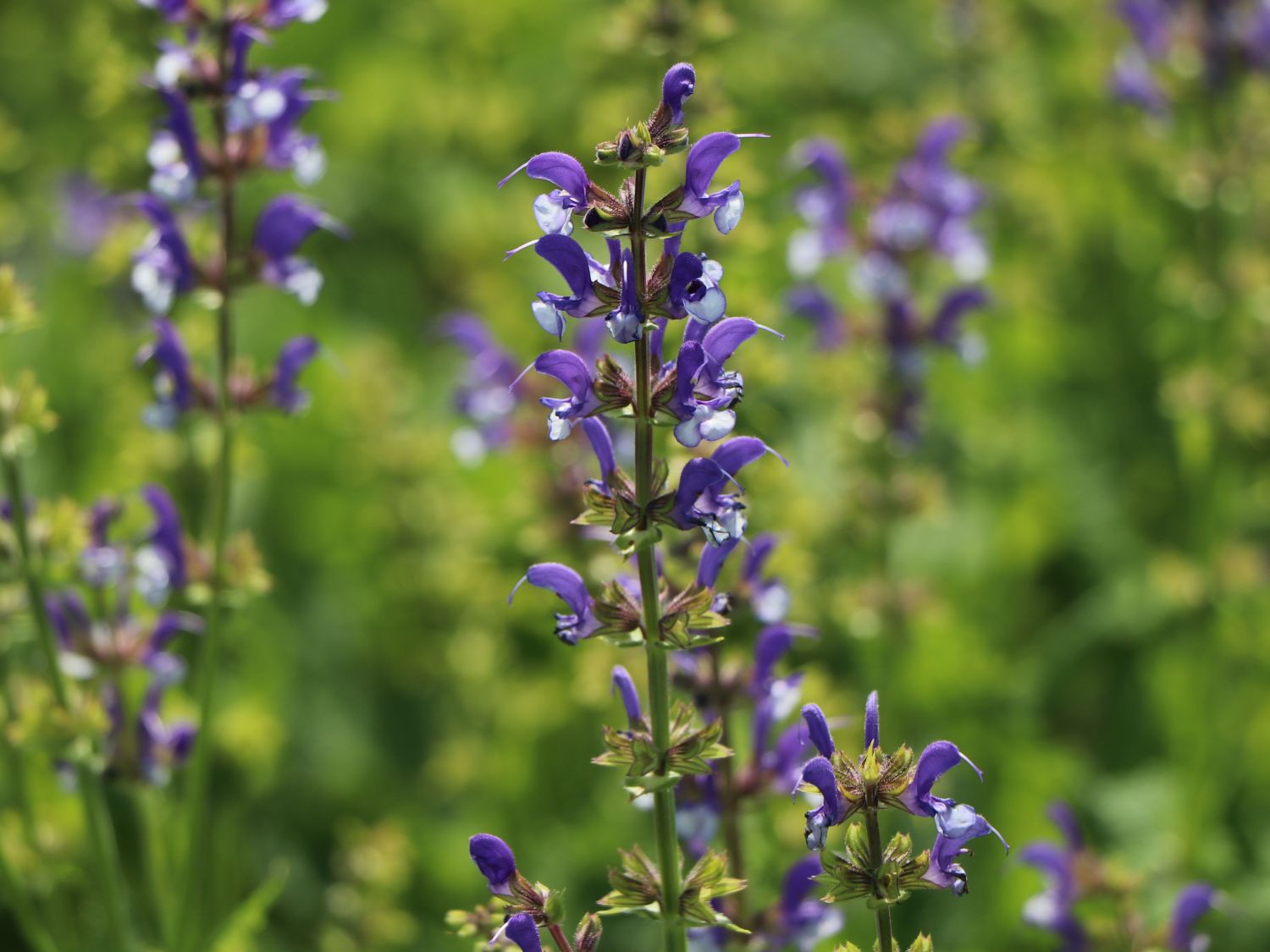 Blüten-Salbei Color Spiers 'Azure Snow' für Deinen Garten!
