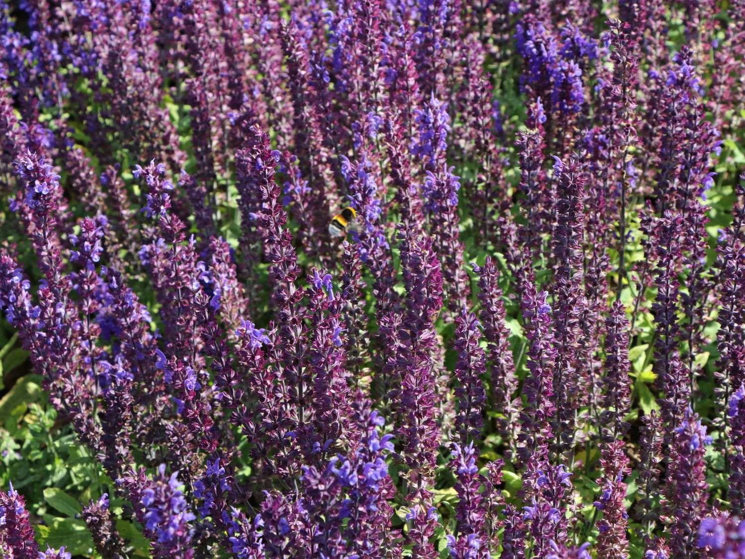 Blüten-Salbei 'Merleau Blue' ® - Schönste Stauden & Expertenwissen