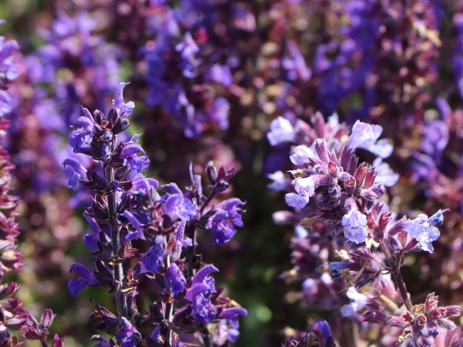 Blüten-Salbei 'Merleau Blue' ® - Schönste Stauden & Expertenwissen