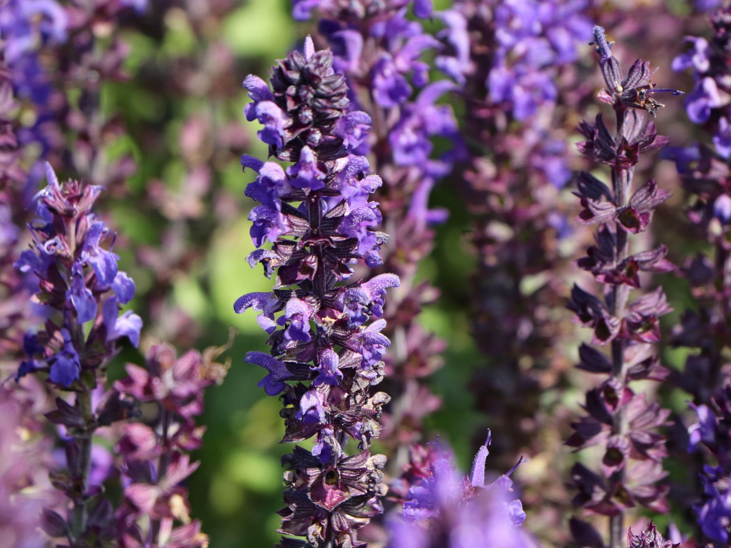 Blüten-Salbei 'Merleau Blue' ® - Schönste Stauden & Expertenwissen