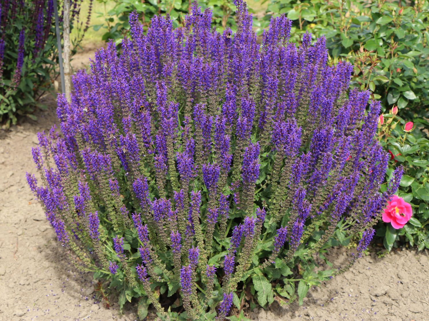 Blüten-Salbei 'Merleau Blue' ® - Schönste Stauden & Expertenwissen