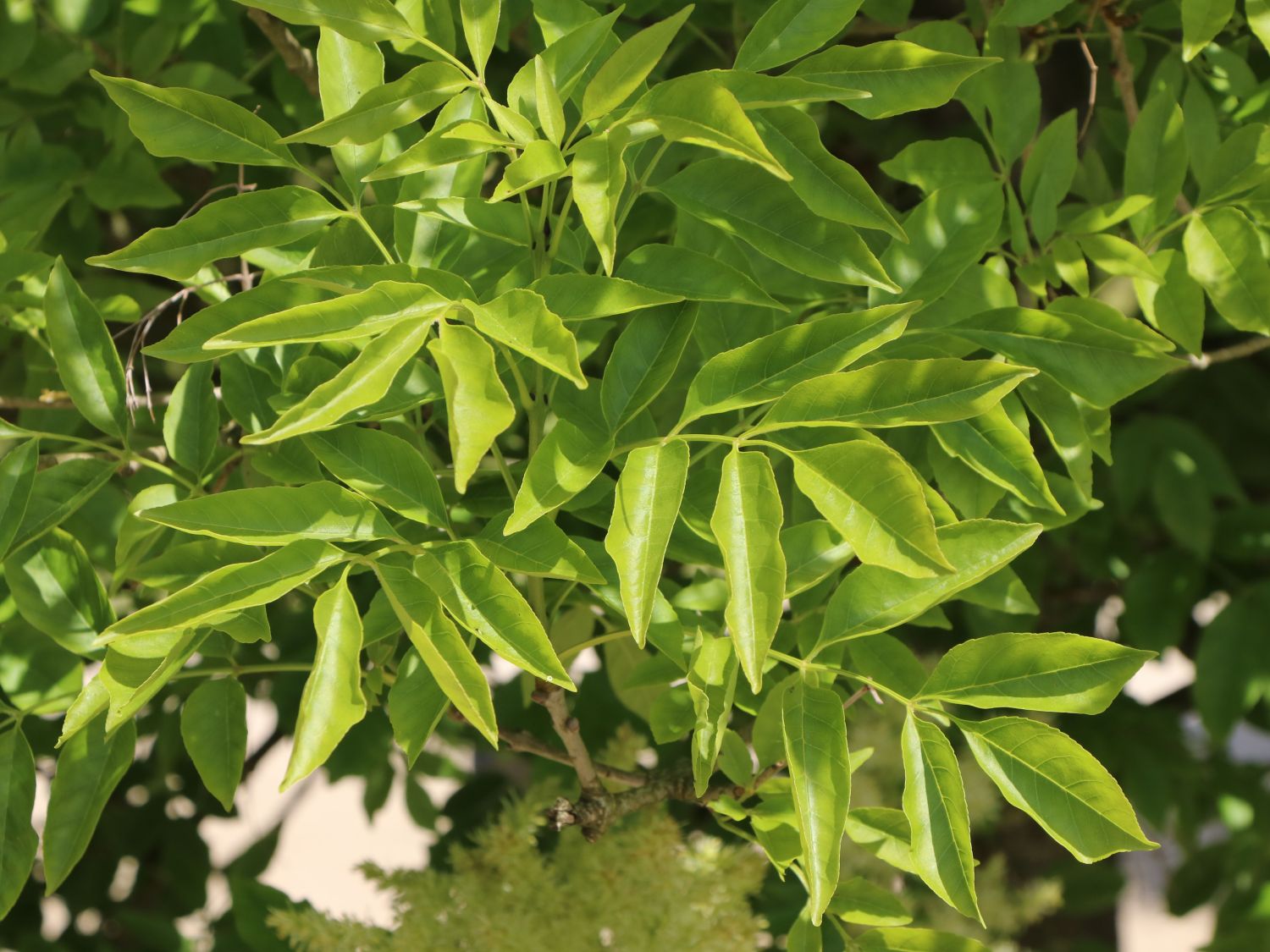 Eschen (Fraxinus) - Infos & Pflanzen dieser Gattung