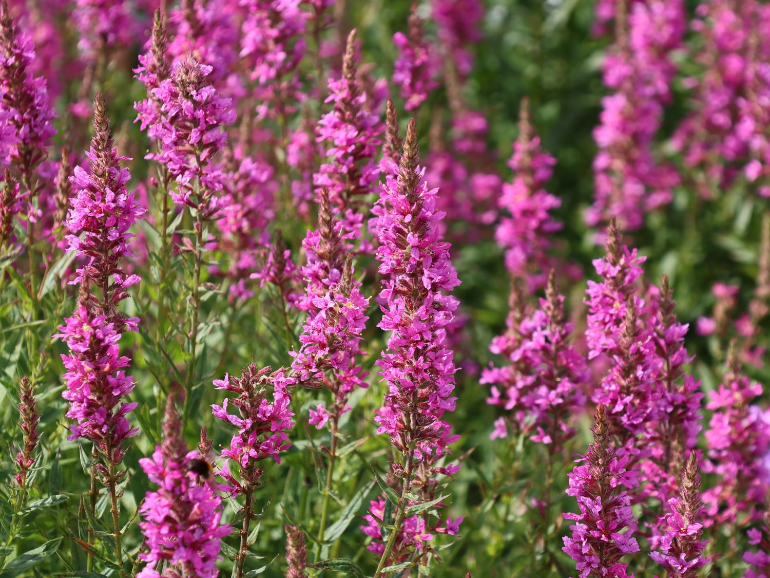 Blut-Weiderich 'Morden Pink' - Schönste Stauden & Expertenwissen