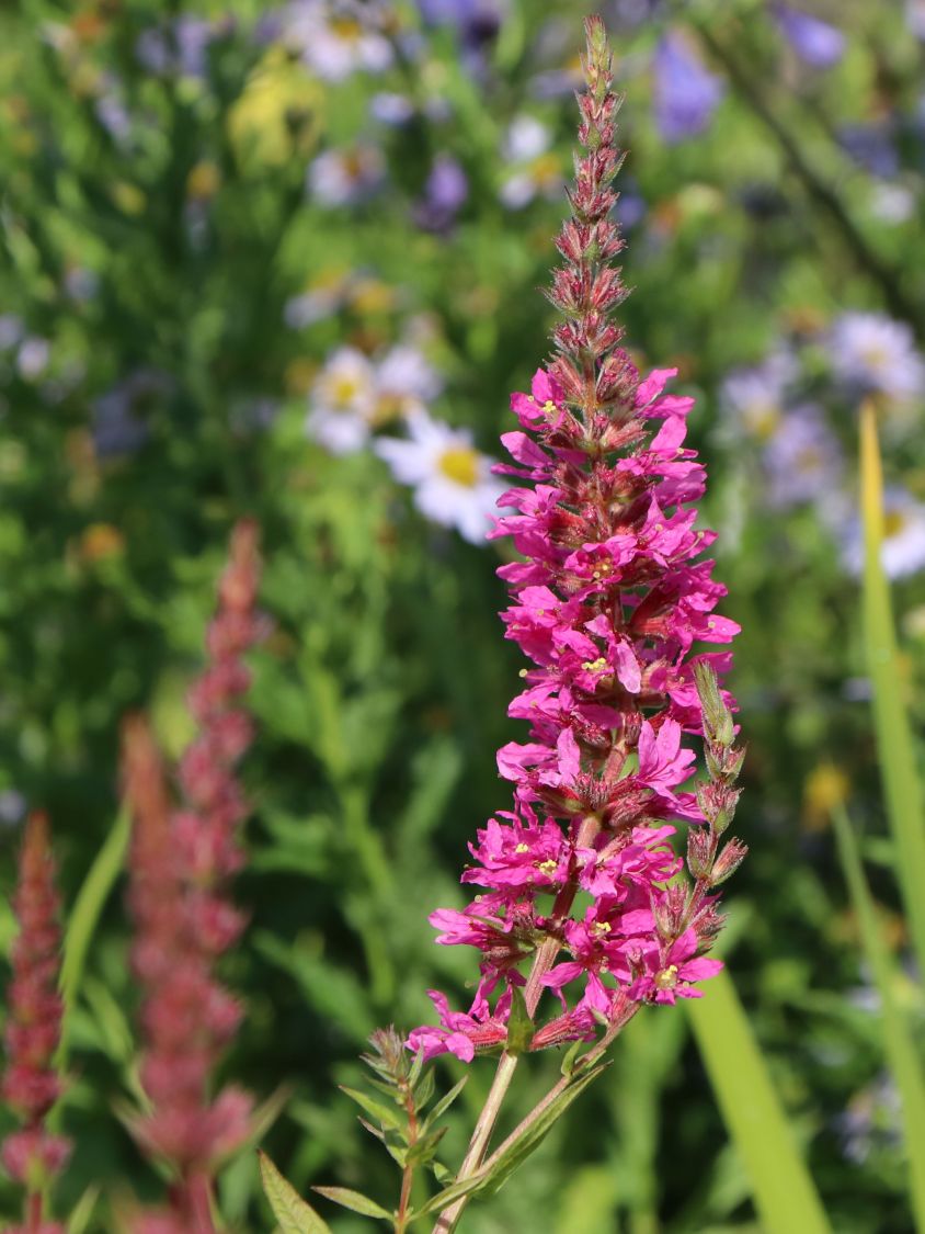 Blut-Weiderich 'Morden Pink' - Schönste Stauden & Expertenwissen