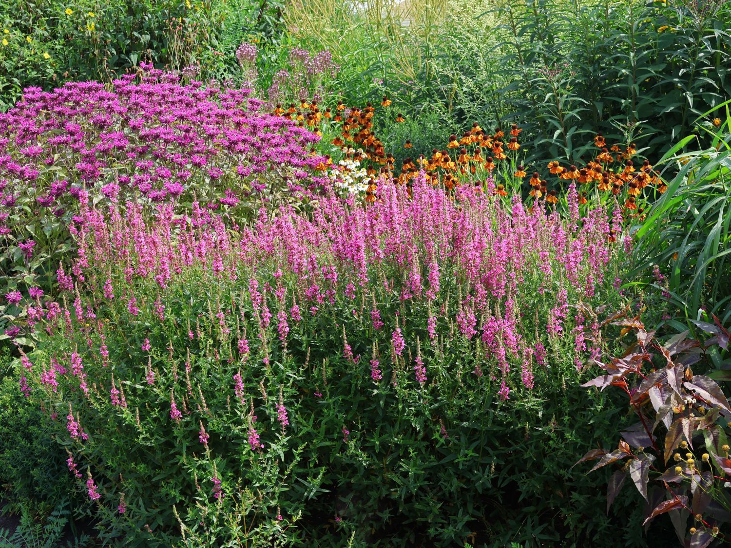 Blut-Weiderich 'Morden Pink' - Schönste Stauden & Expertenwissen
