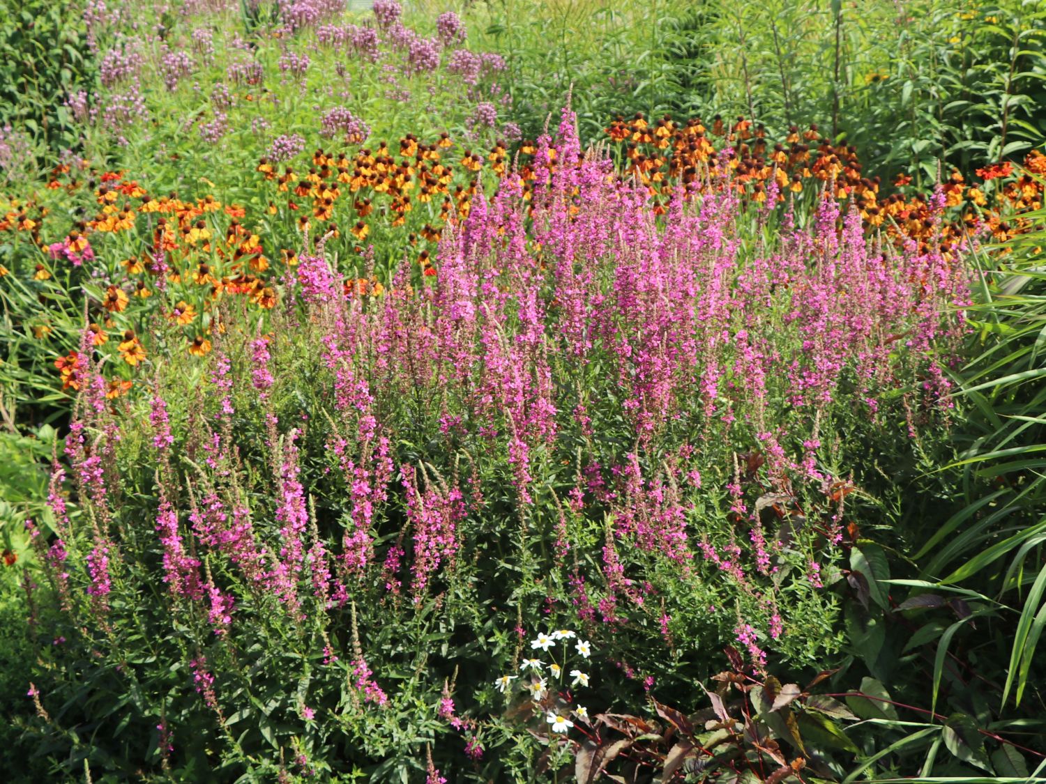Blut-Weiderich 'Morden Pink' - Schönste Stauden & Expertenwissen