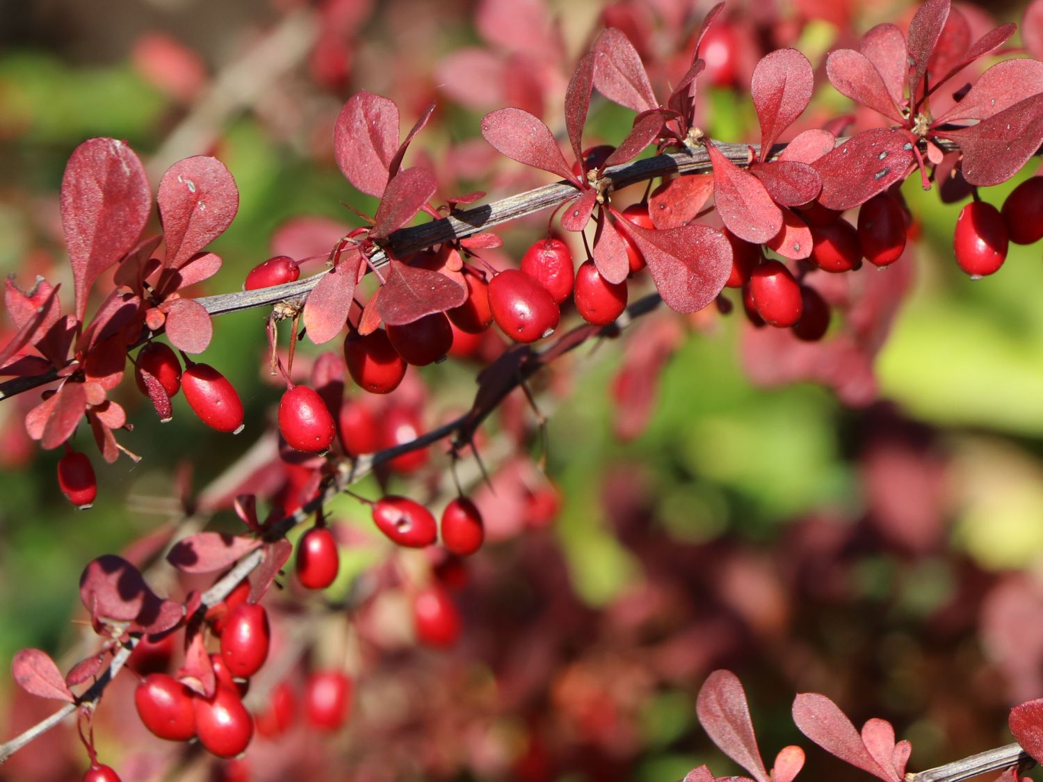 Blutberberitze / Rote Heckenberberitze 'Atropurpurea' - Berberis ...