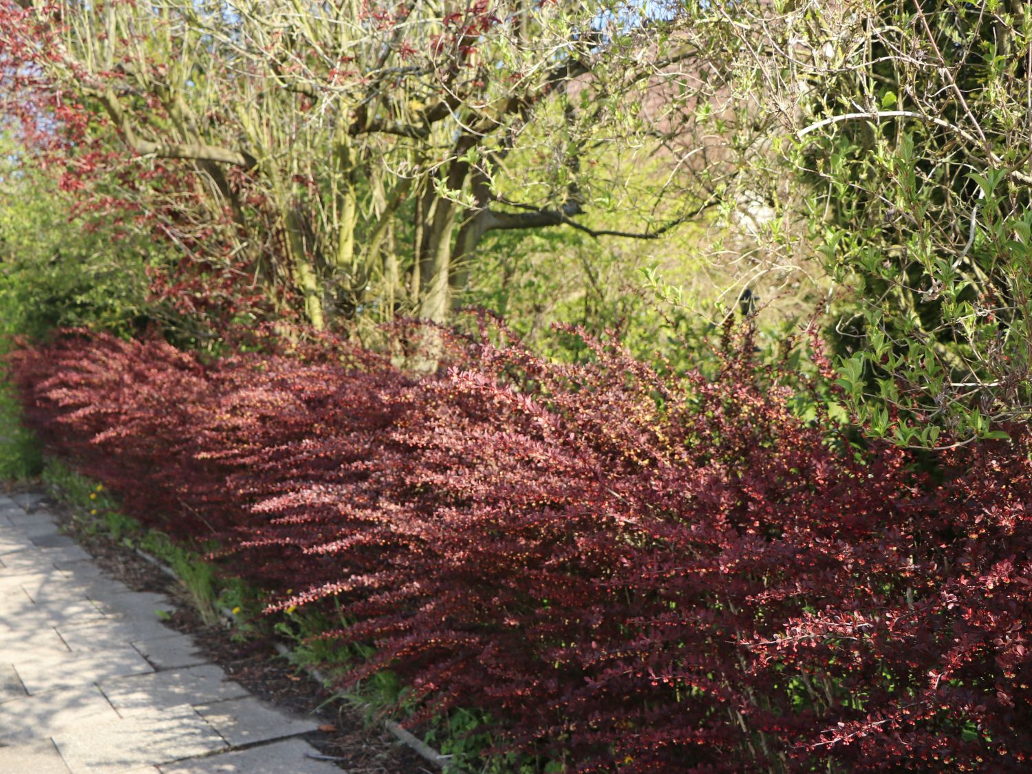 Blutberberitze / Rote Heckenberberitze 'Atropurpurea' - Berberis ...