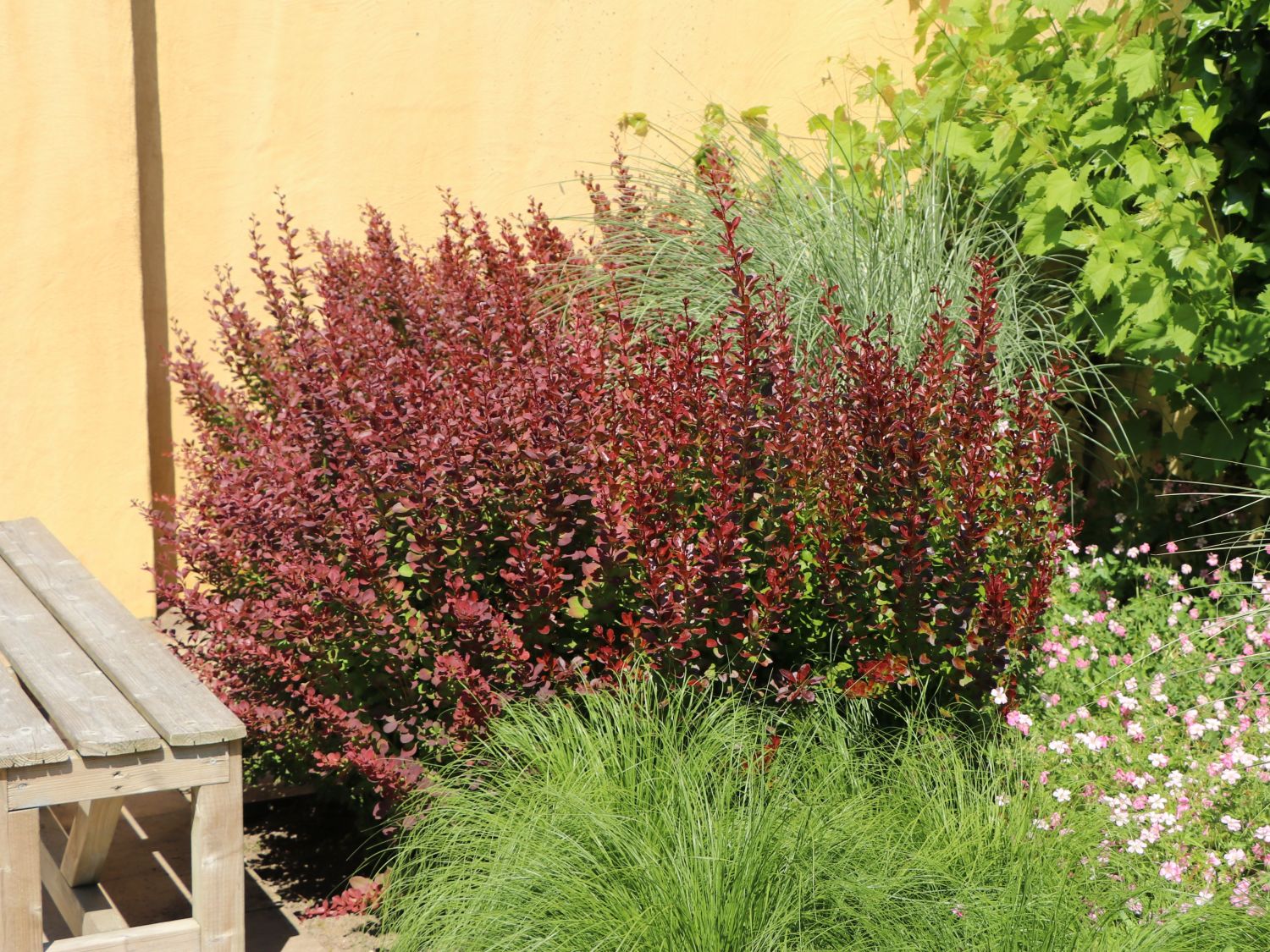 Blutberberitze / Rote Heckenberberitze 'Atropurpurea' - Berberis ...