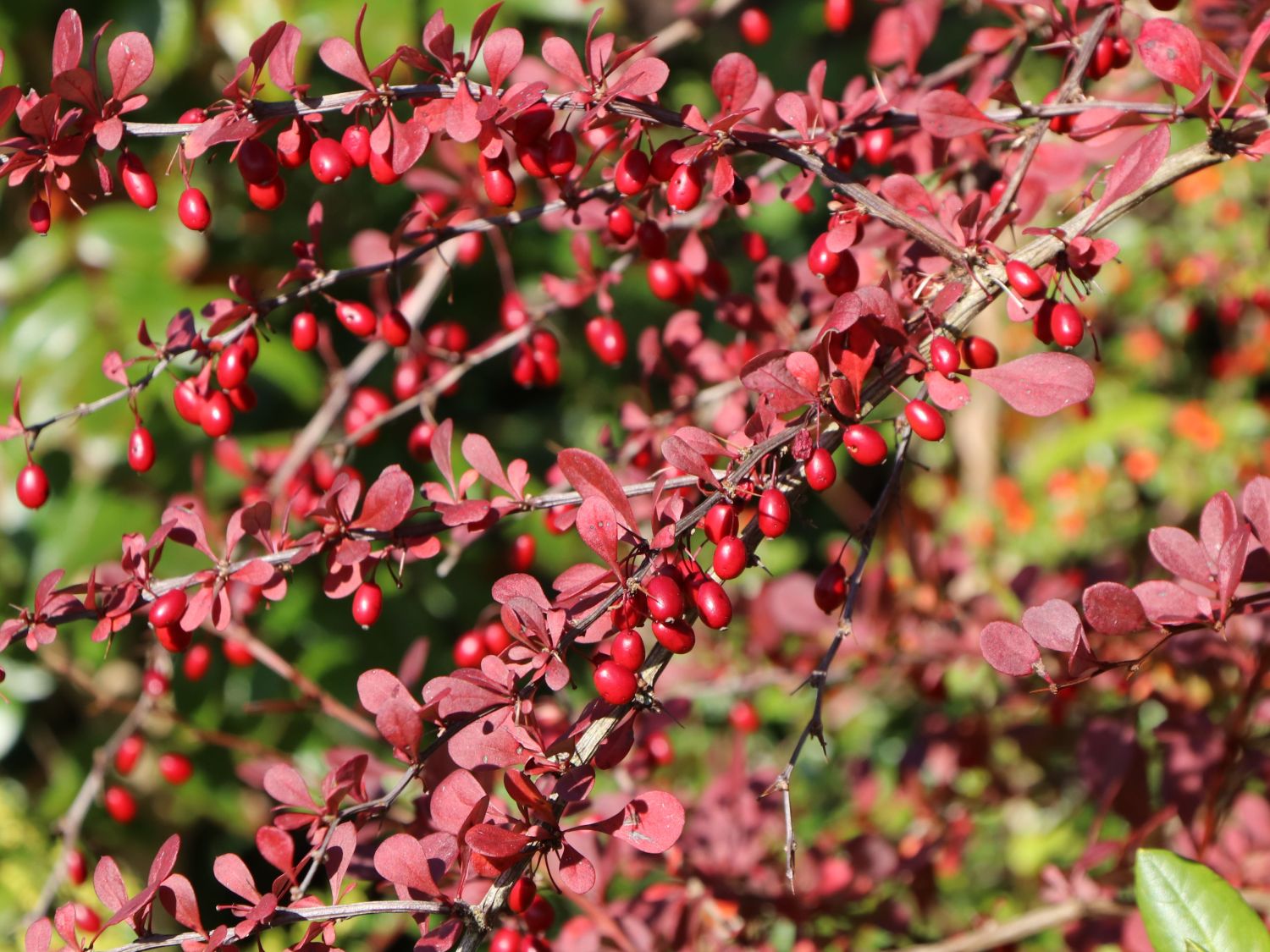Blutberberitze / Rote Heckenberberitze 'Atropurpurea' - Berberis ...