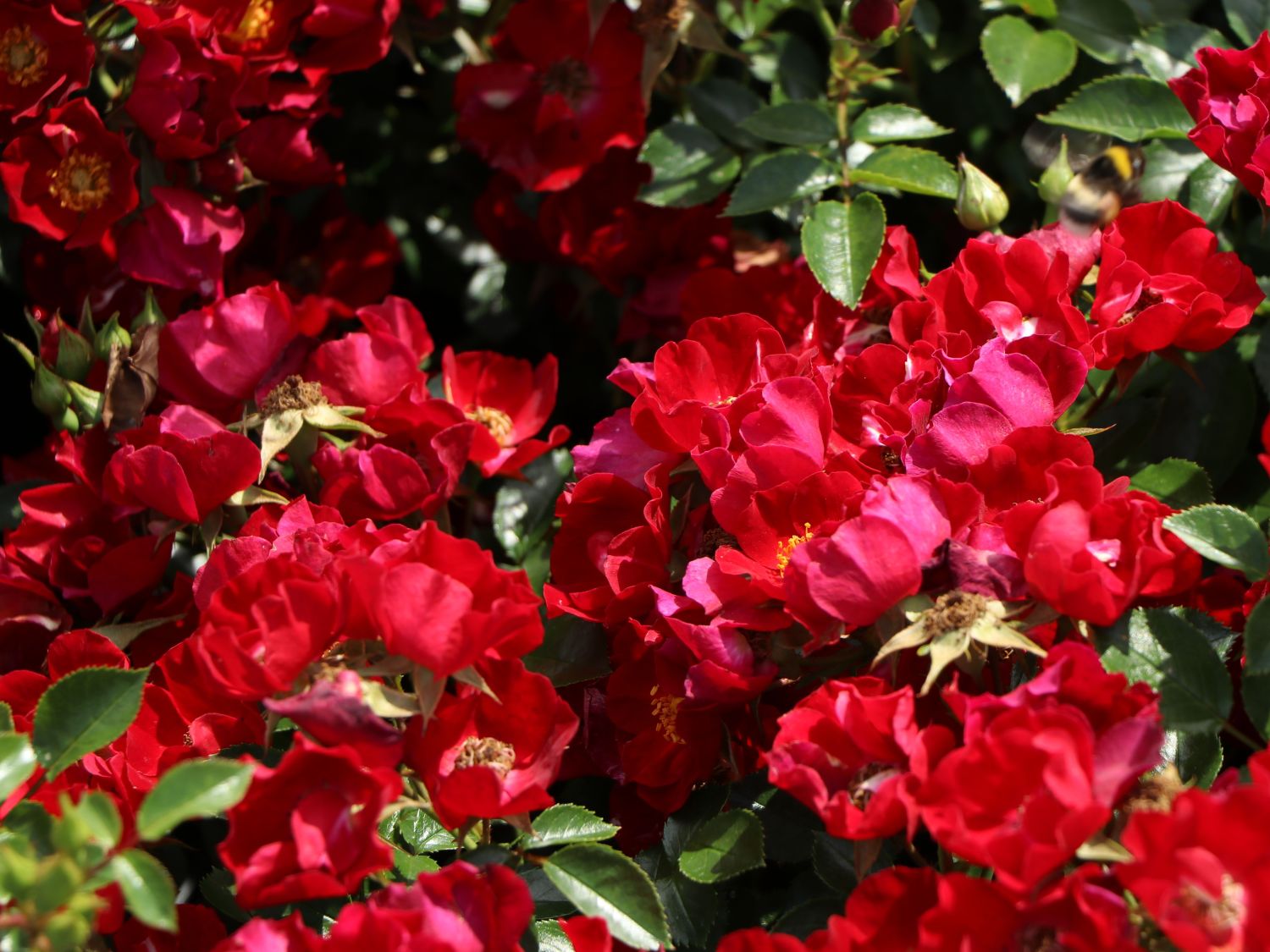 Bodendecker-Rose 'Bassino' ® - Schönste Rosen & Expertenwissen