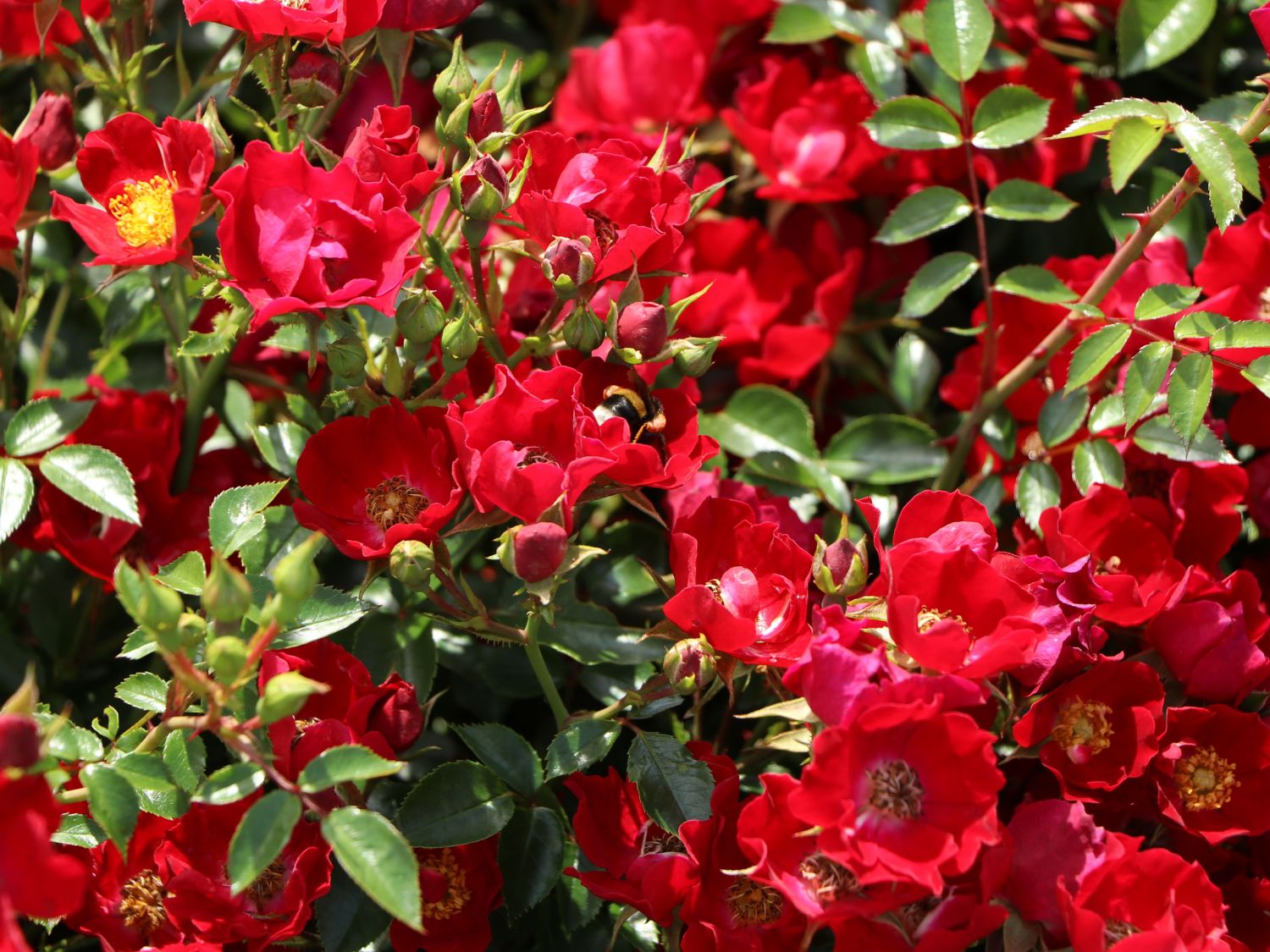 Bodendecker-Rose 'Bassino' ® - Schönste Rosen & Expertenwissen
