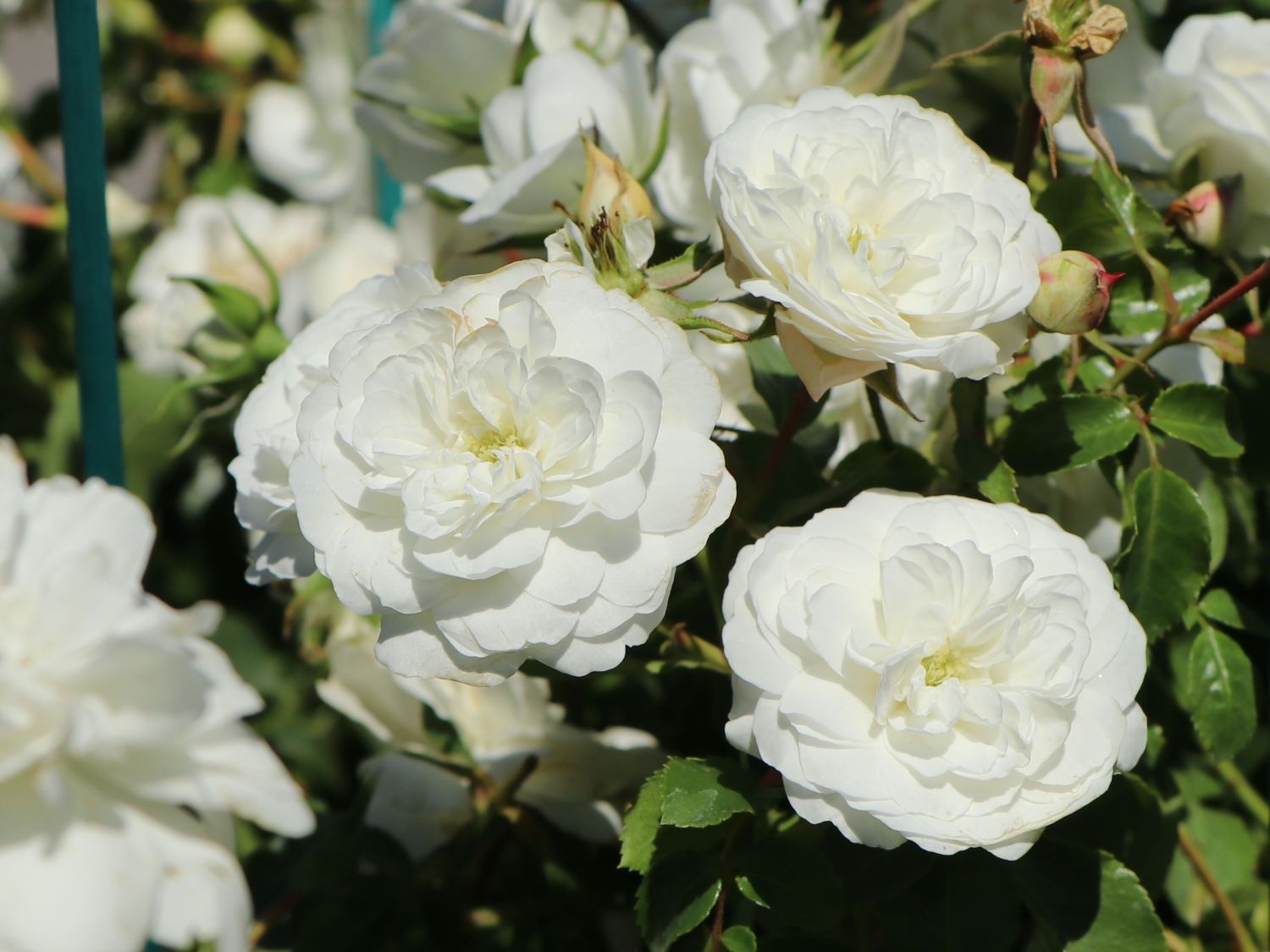 Bodendecker-Rose 'Kastelruther Spatzen' für Deinen Garten!