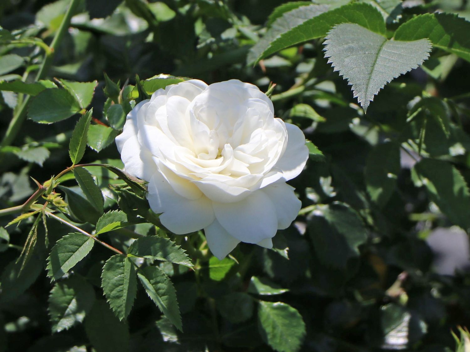 Bodendecker-Rose 'Kastelruther Spatzen' für Deinen Garten!