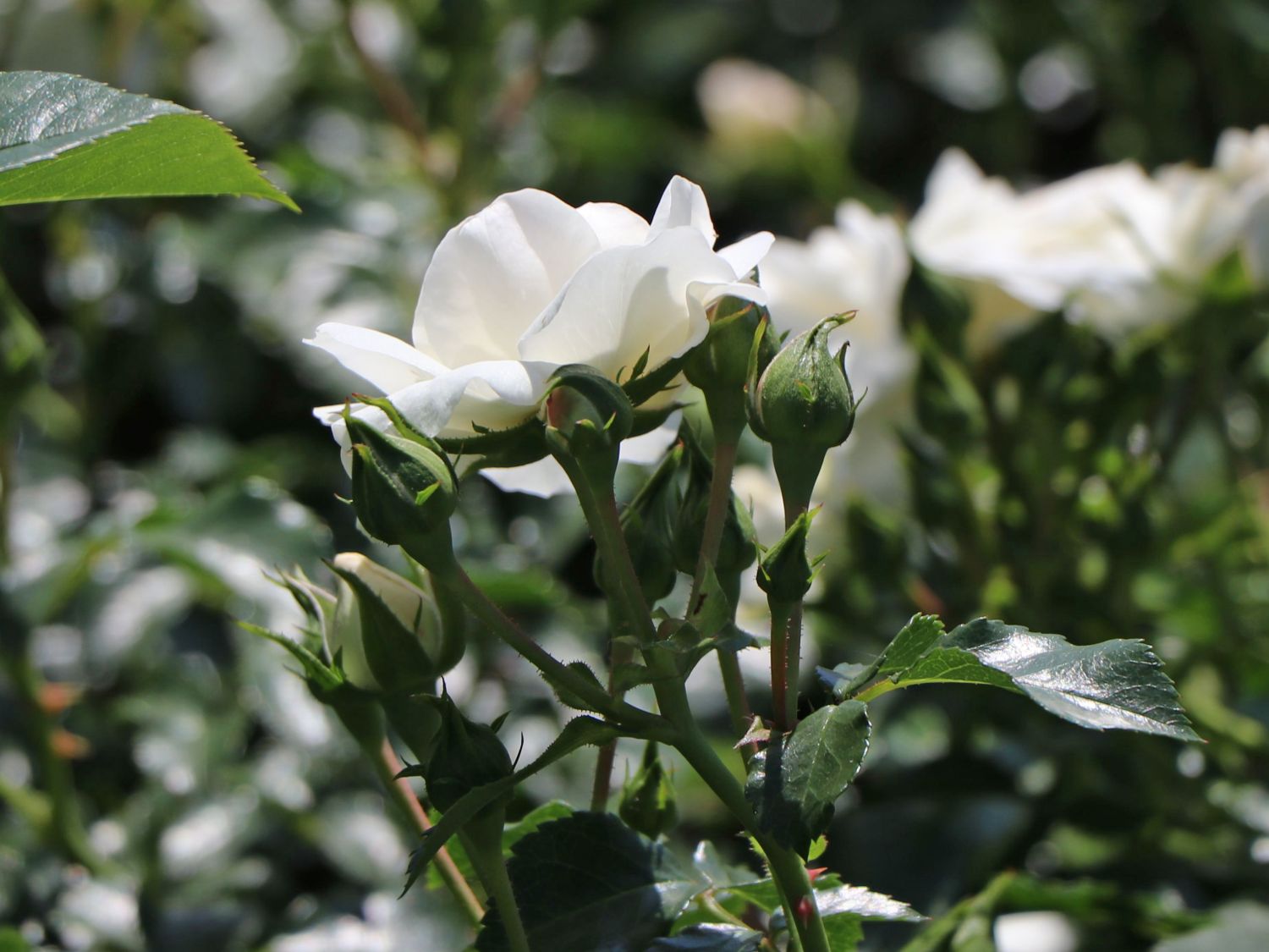 Bodendecker-Rose 'Kastelruther Spatzen' für Deinen Garten!