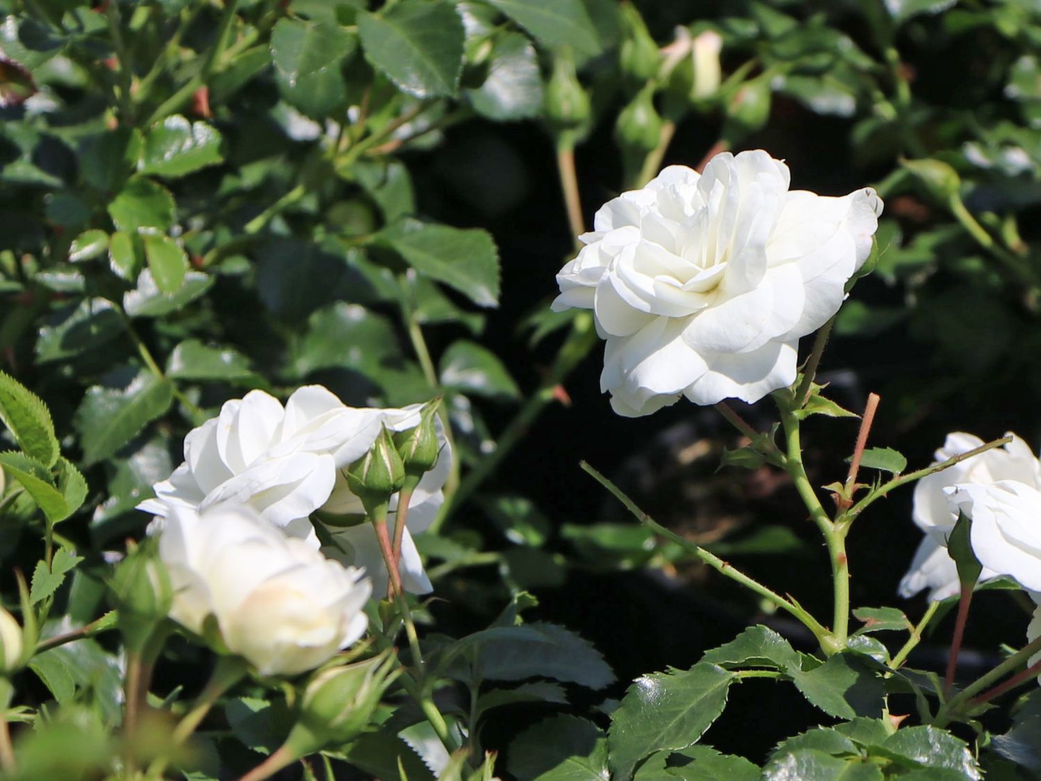 Bodendecker-Rose 'Kastelruther Spatzen' für Deinen Garten!