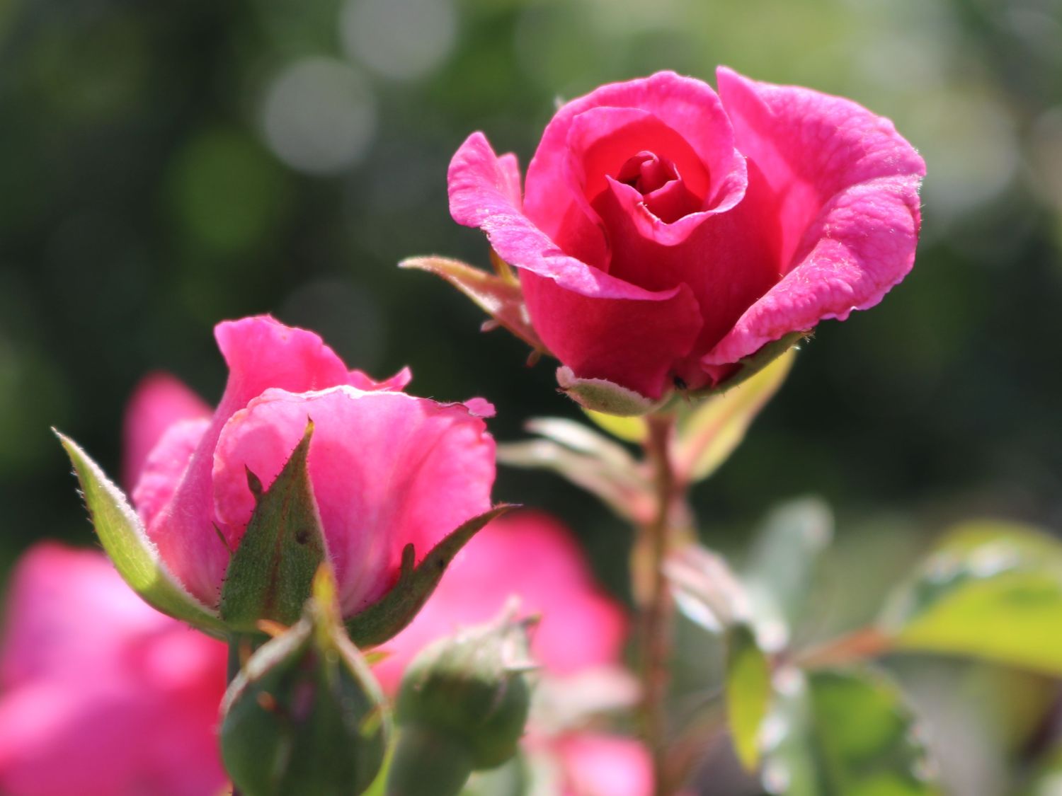 Bodendecker-Rose 'Mirato' ® - Schönste Rosen & Expertenwissen