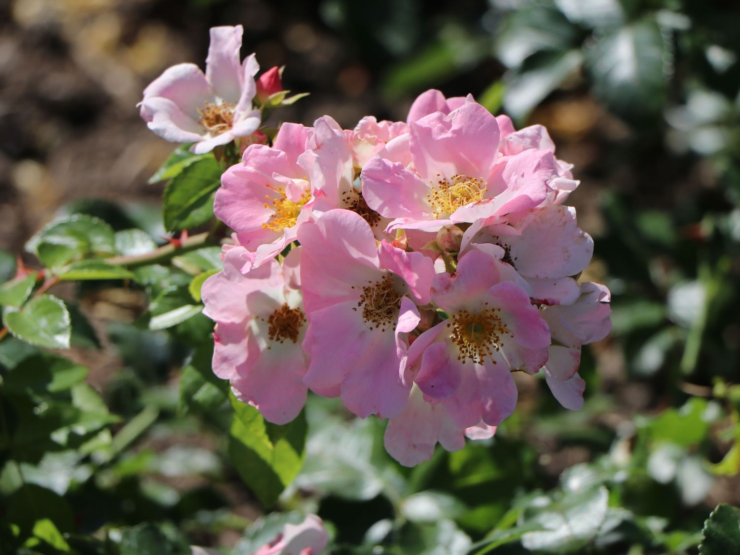 Bodendecker-Rose 'Pink Bassino' ® - Expertenwissen zu dieser Rose