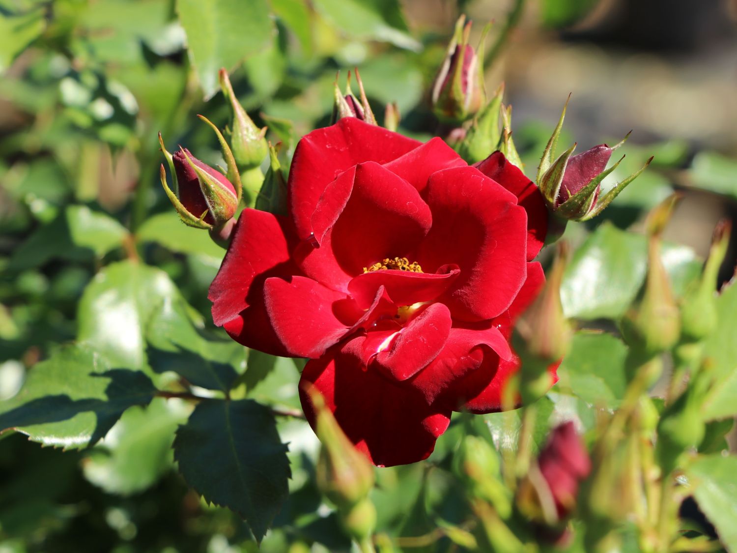 Bodendeckerrose 'Marondo' ® - Schönste Rosen & Expertenwissen