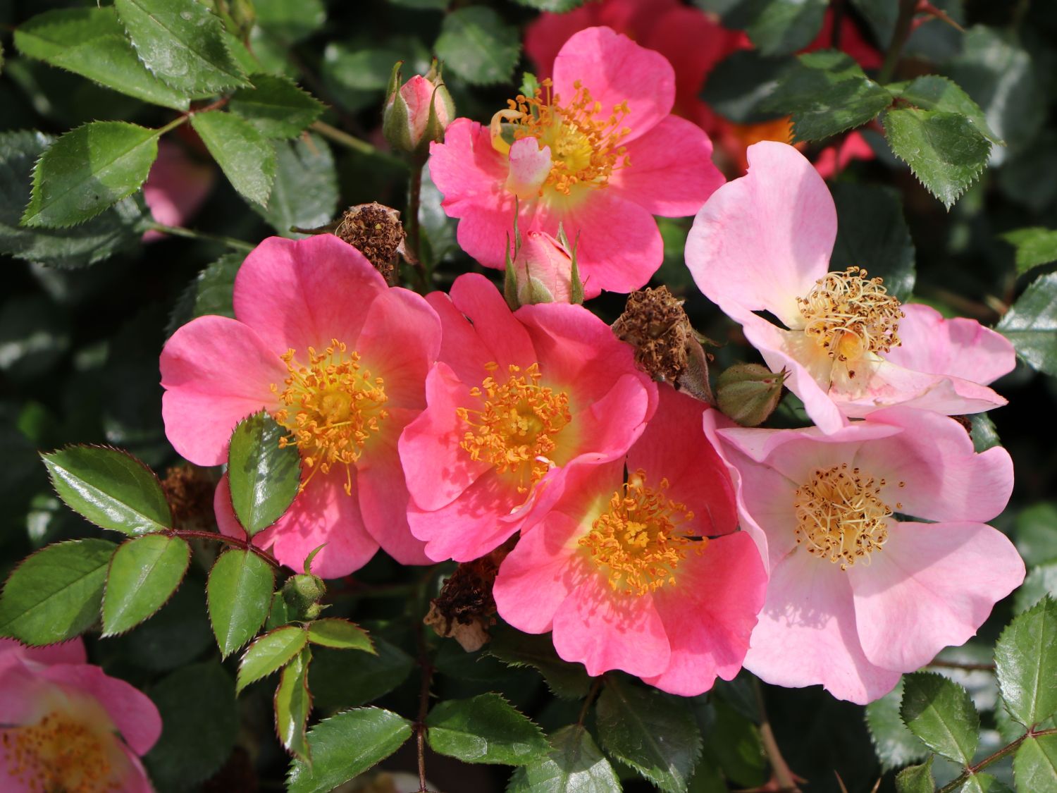 Bodendeckerrose 'Topolina' ® - Schönste Rosen & Expertenwissen
