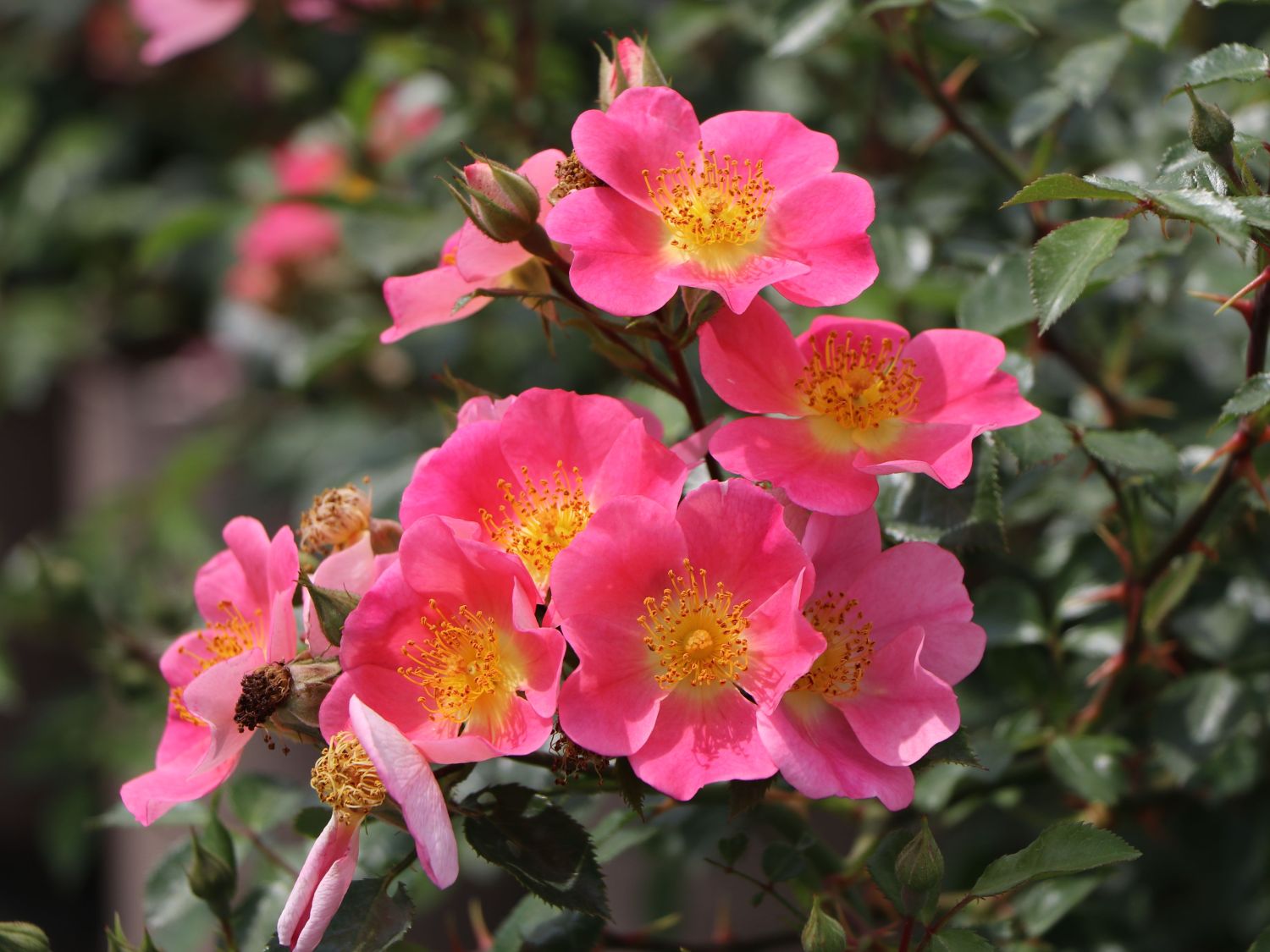 Bodendeckerrose 'Topolina' ® - Schönste Rosen & Expertenwissen