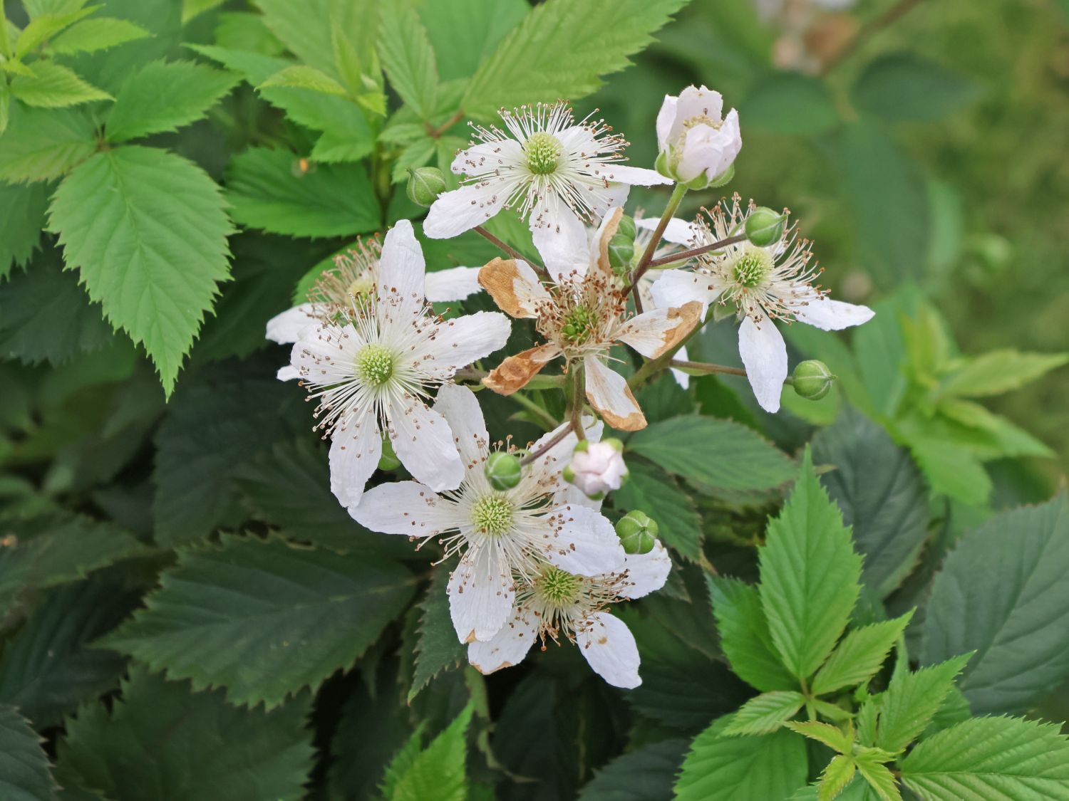 Brombeere 'Lucky Berry' ® - Rubus fruticosus 'Lucky Berry ...
