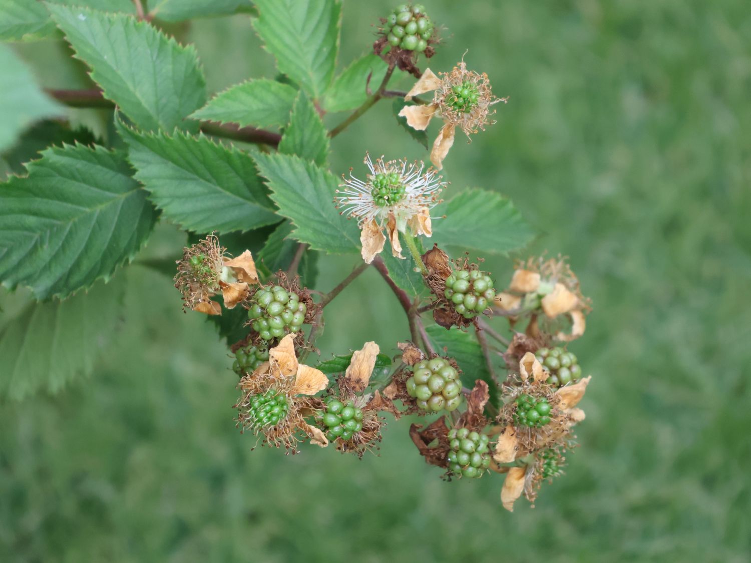 Brombeere 'Lucky Berry' ® - Rubus fruticosus 'Lucky Berry ...