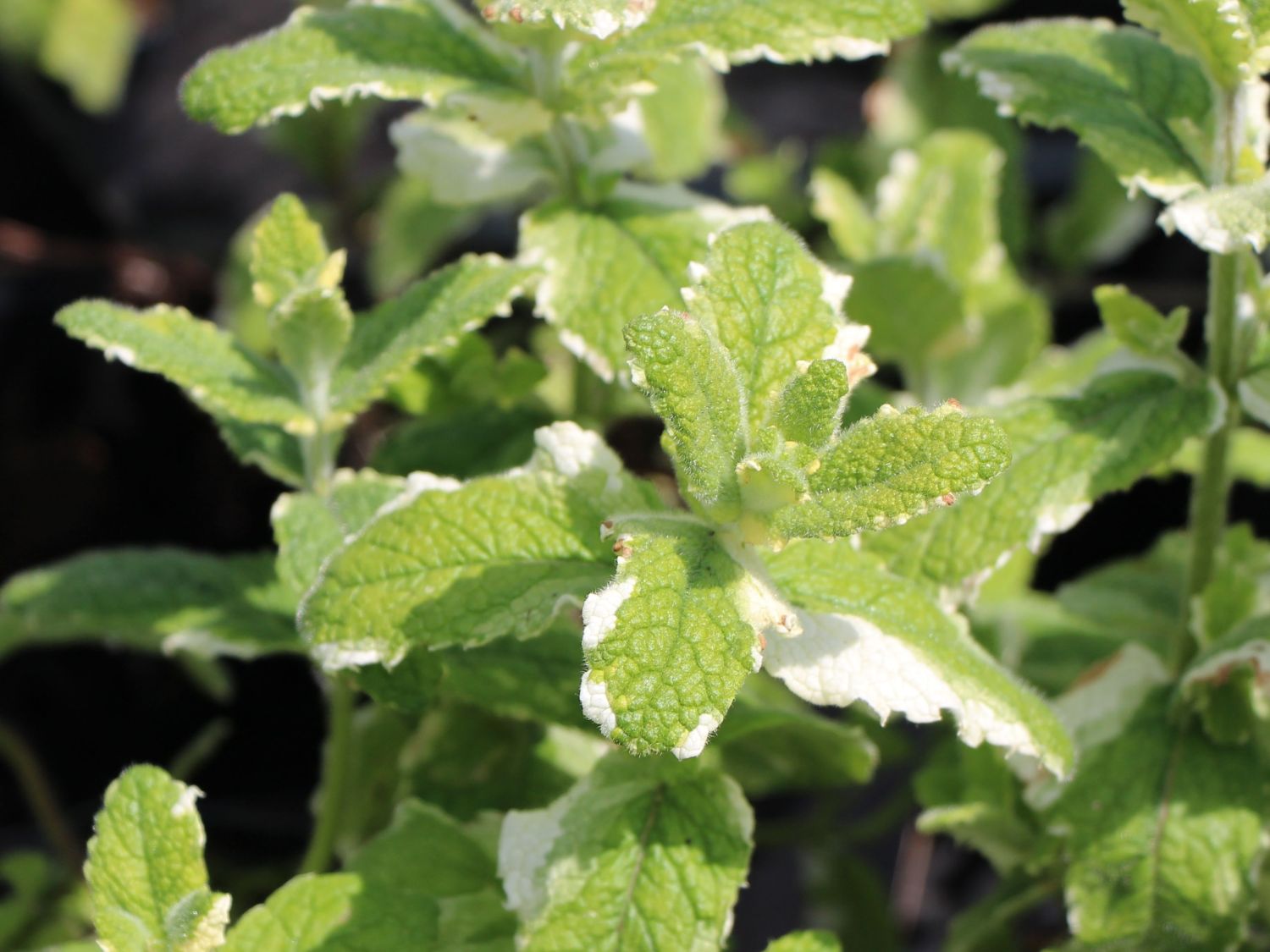 Buntblättrige Minze 'Variegata' - Beste Sorten & Stauden-Wissen