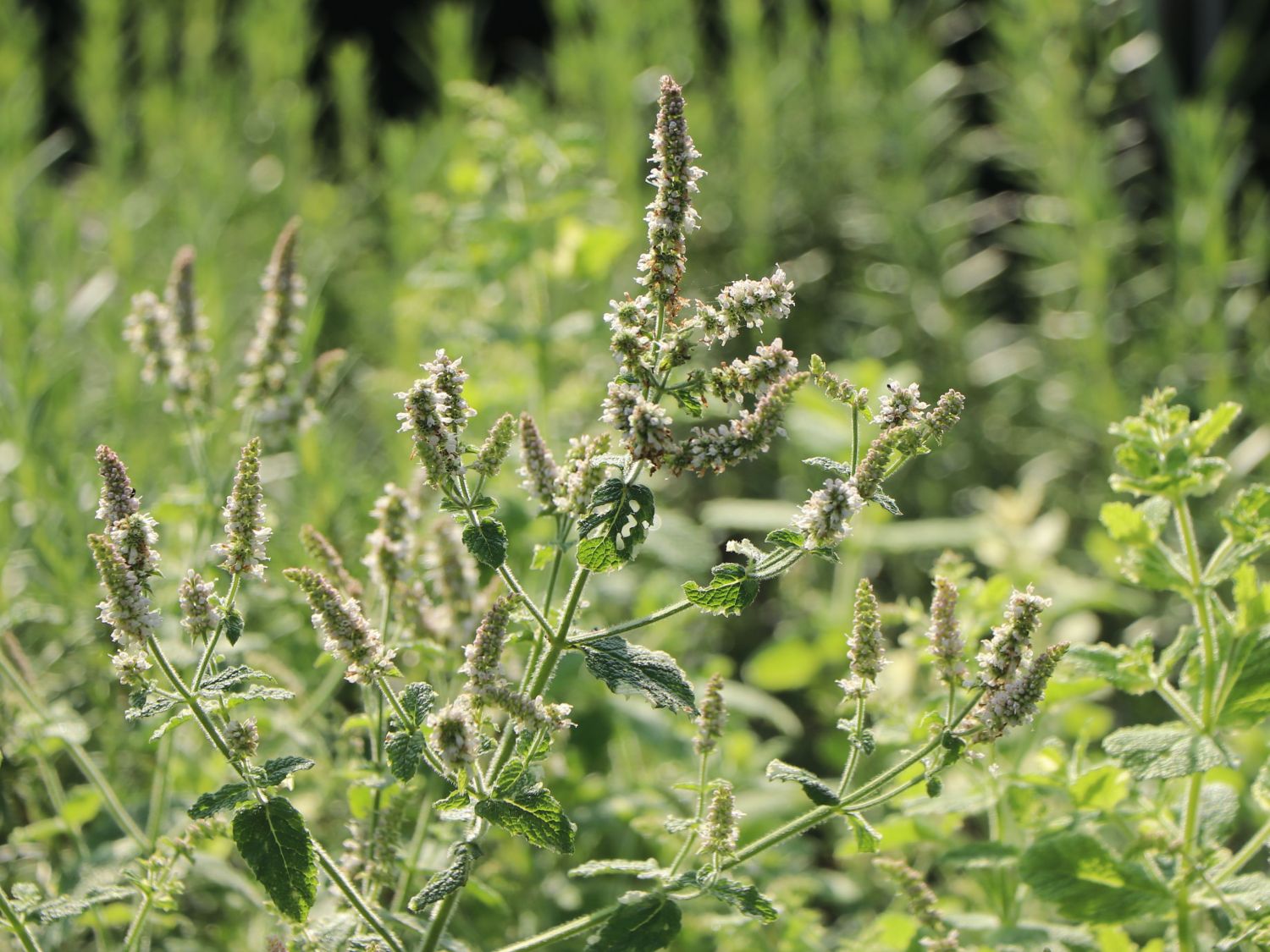 Buntblättrige Minze 'Variegata' - Beste Sorten & Stauden-Wissen