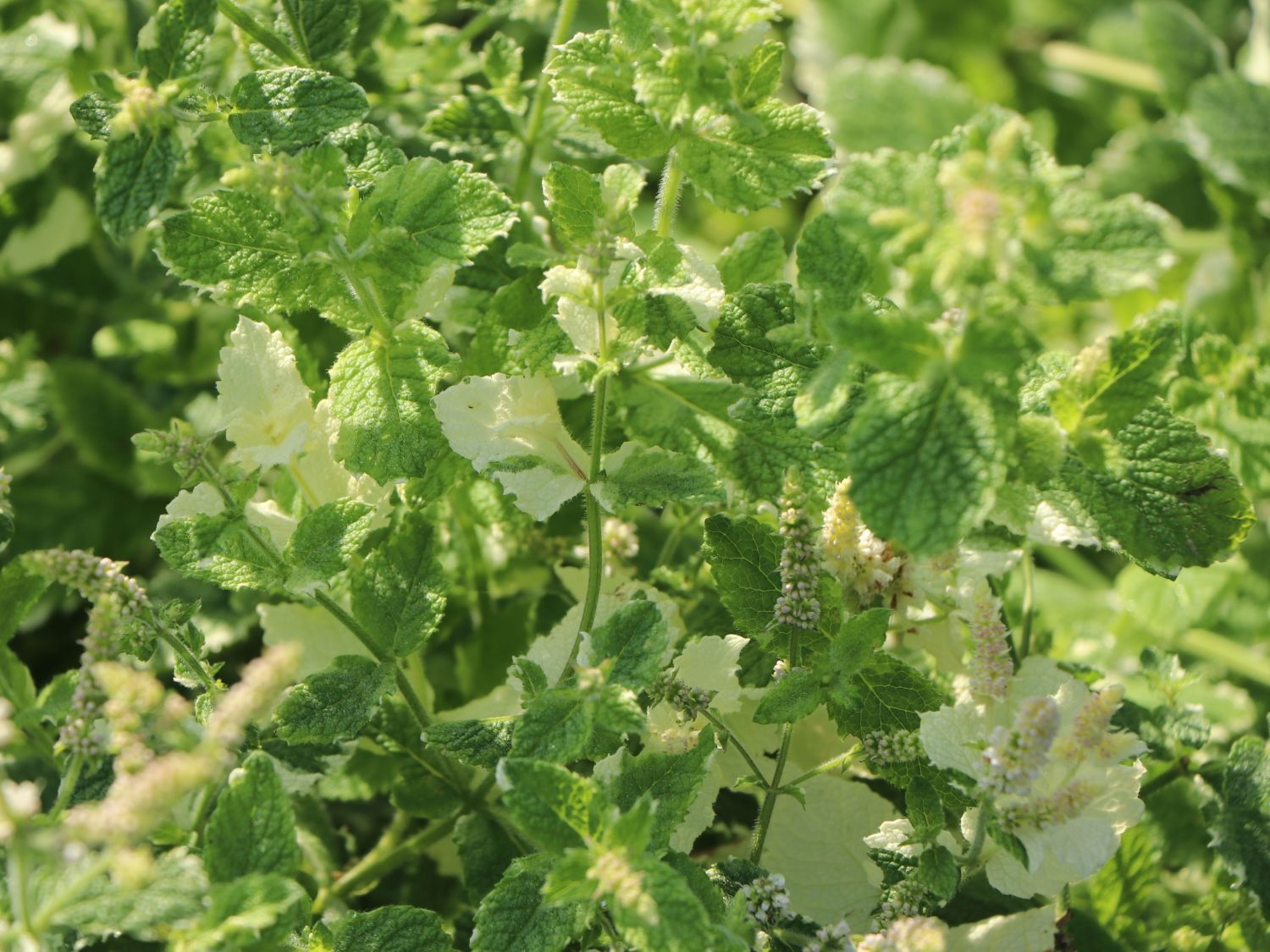 Buntblättrige Minze 'Variegata' - Beste Sorten & Stauden-Wissen