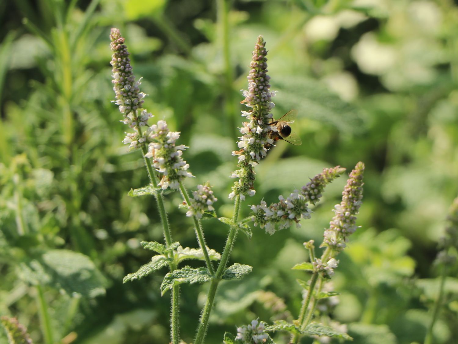 Buntblättrige Minze 'Variegata' - Beste Sorten & Stauden-Wissen