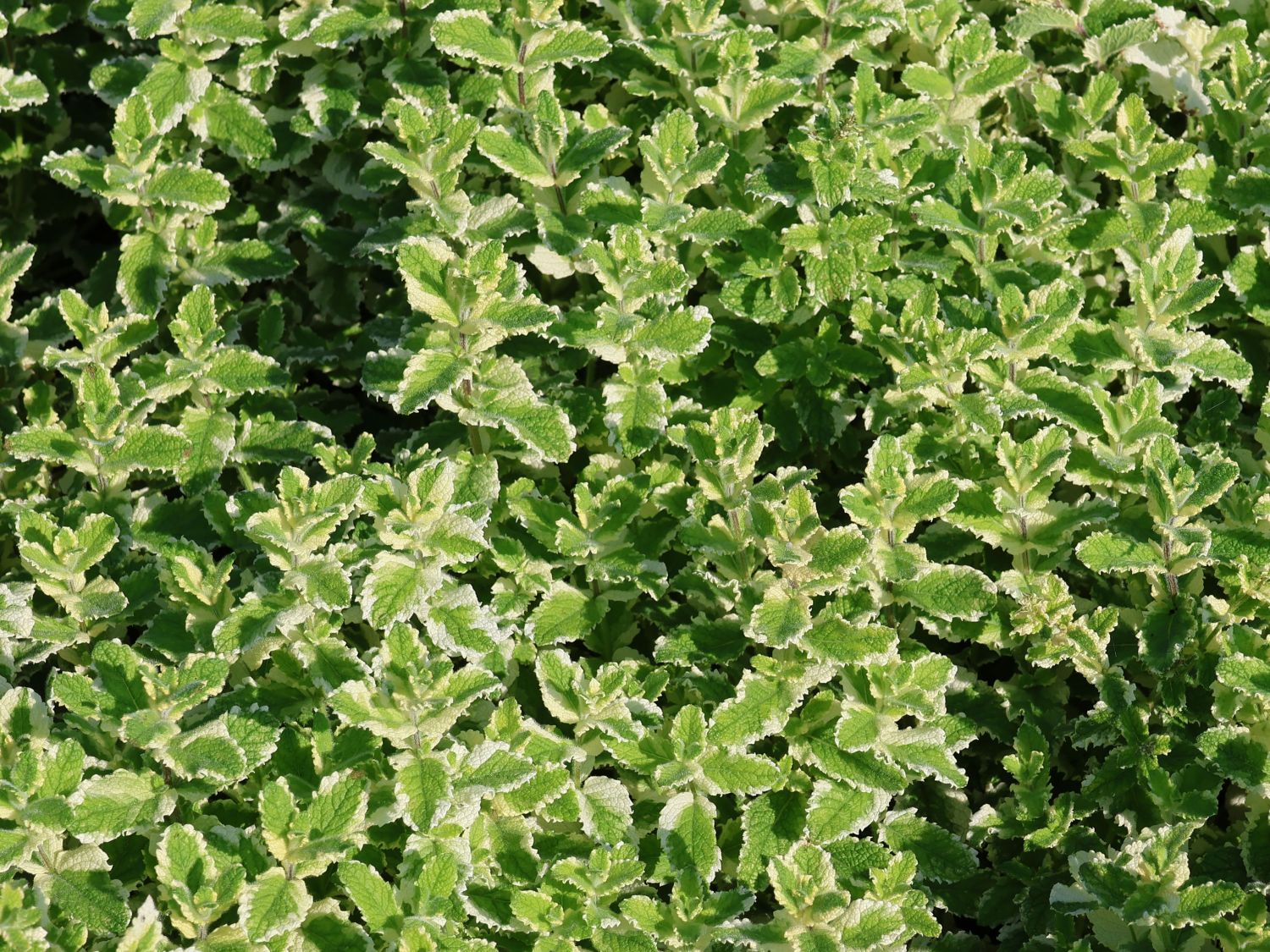 Buntblättrige Minze 'Variegata' - Beste Sorten & Stauden-Wissen