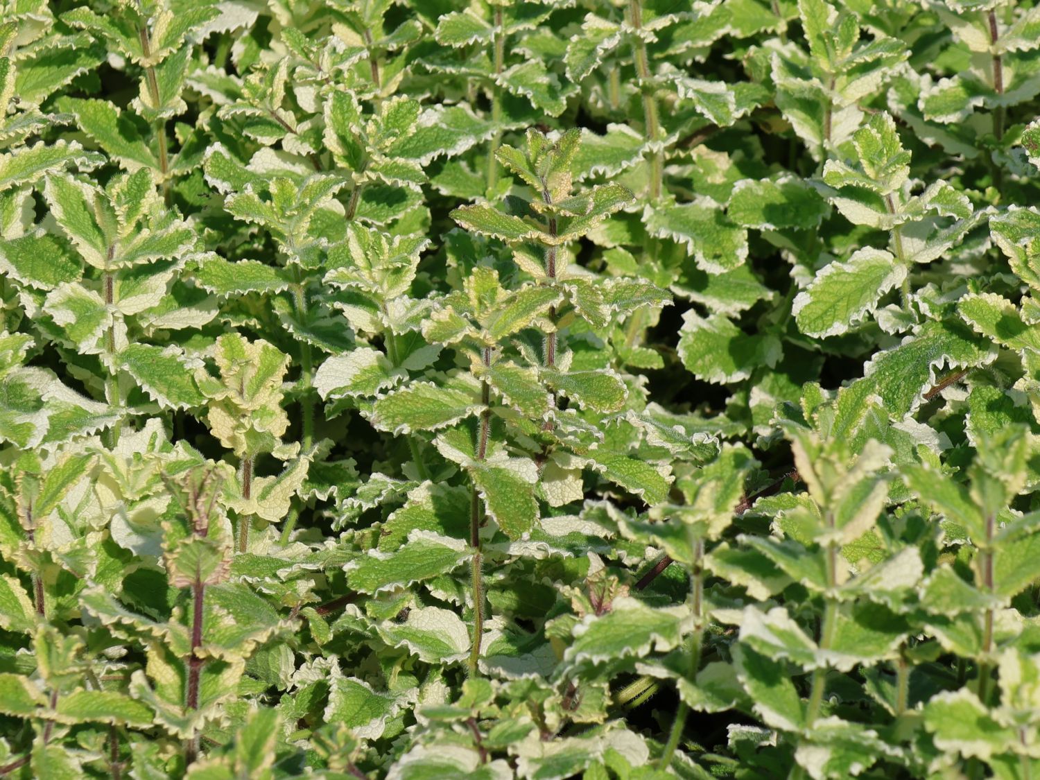 Buntblättrige Minze 'Variegata' - Beste Sorten & Stauden-Wissen