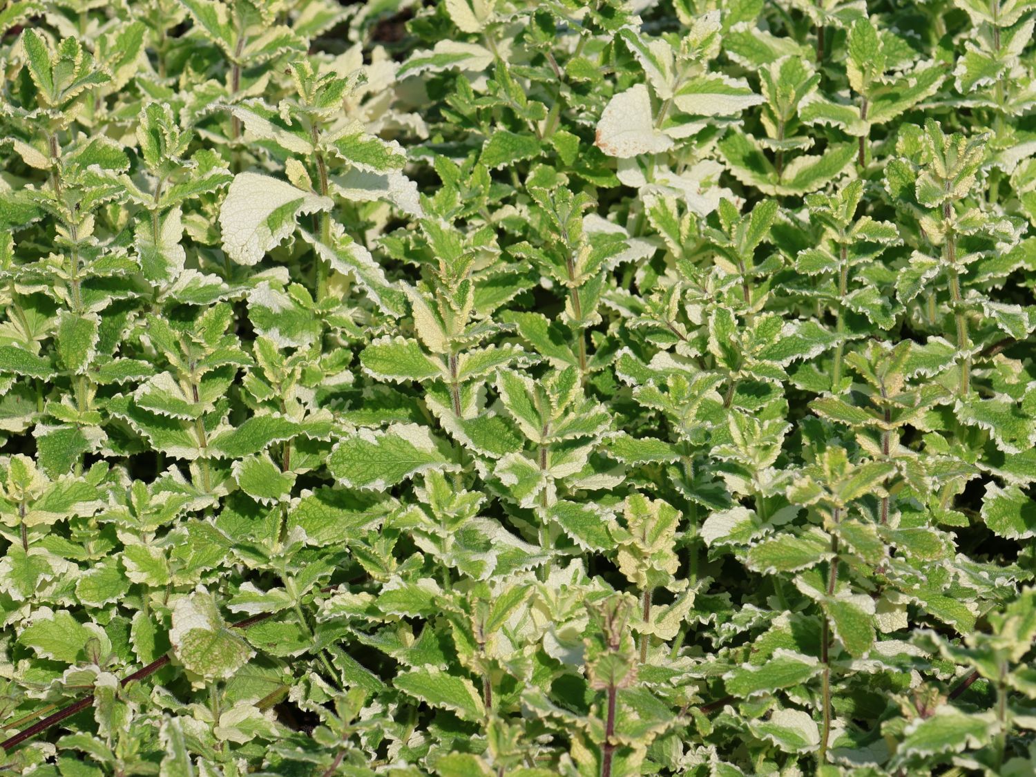 Buntblättrige Minze 'Variegata' - Beste Sorten & Stauden-Wissen