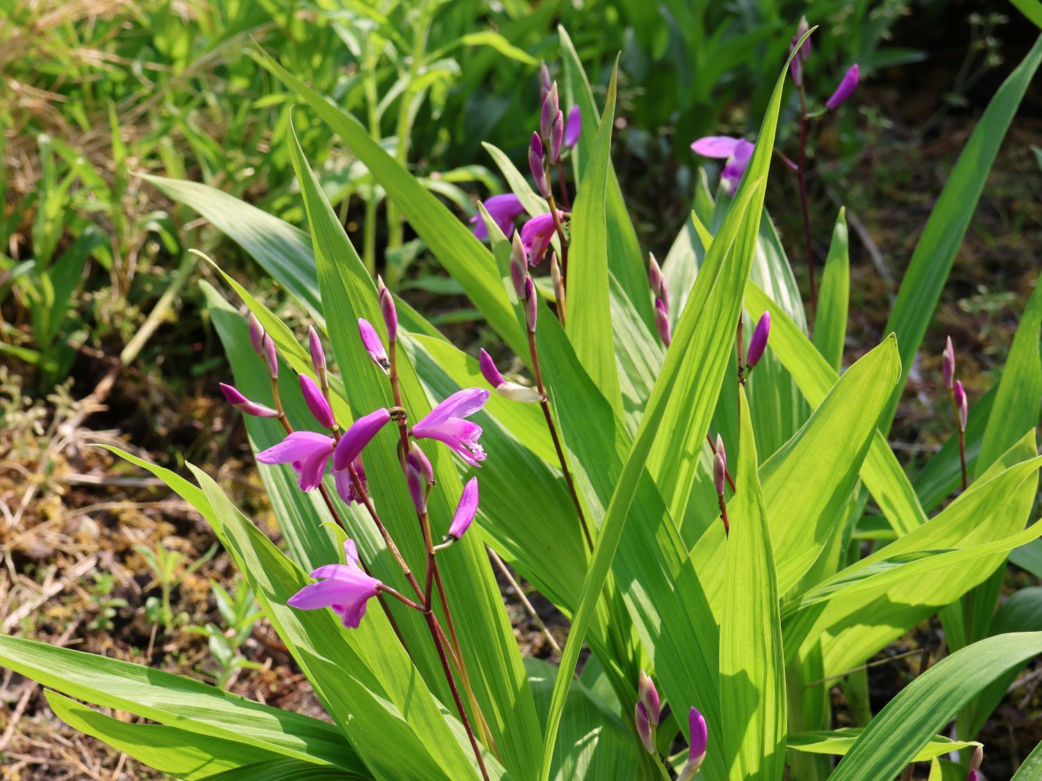 China-Freiland-Orchidee (Bletilla striata) - bestes Stauden-Wissen