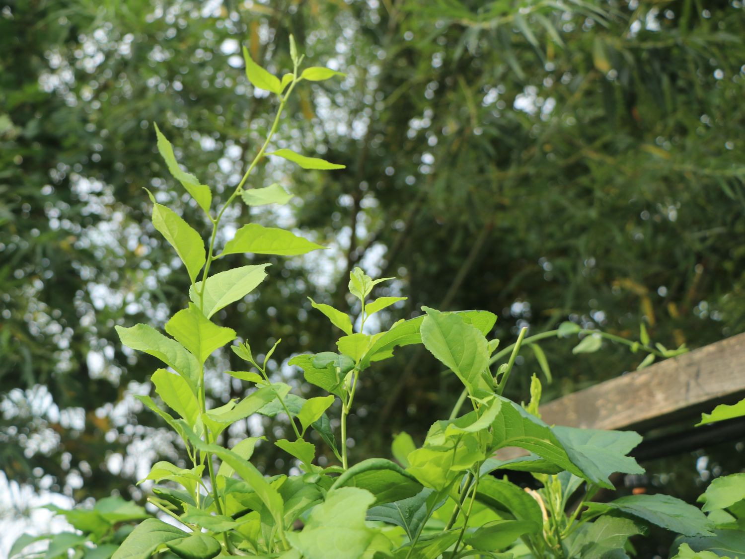 Chinesischer Baumwürger 'Diana' - Celastrus orbiculatus 'Diana ...