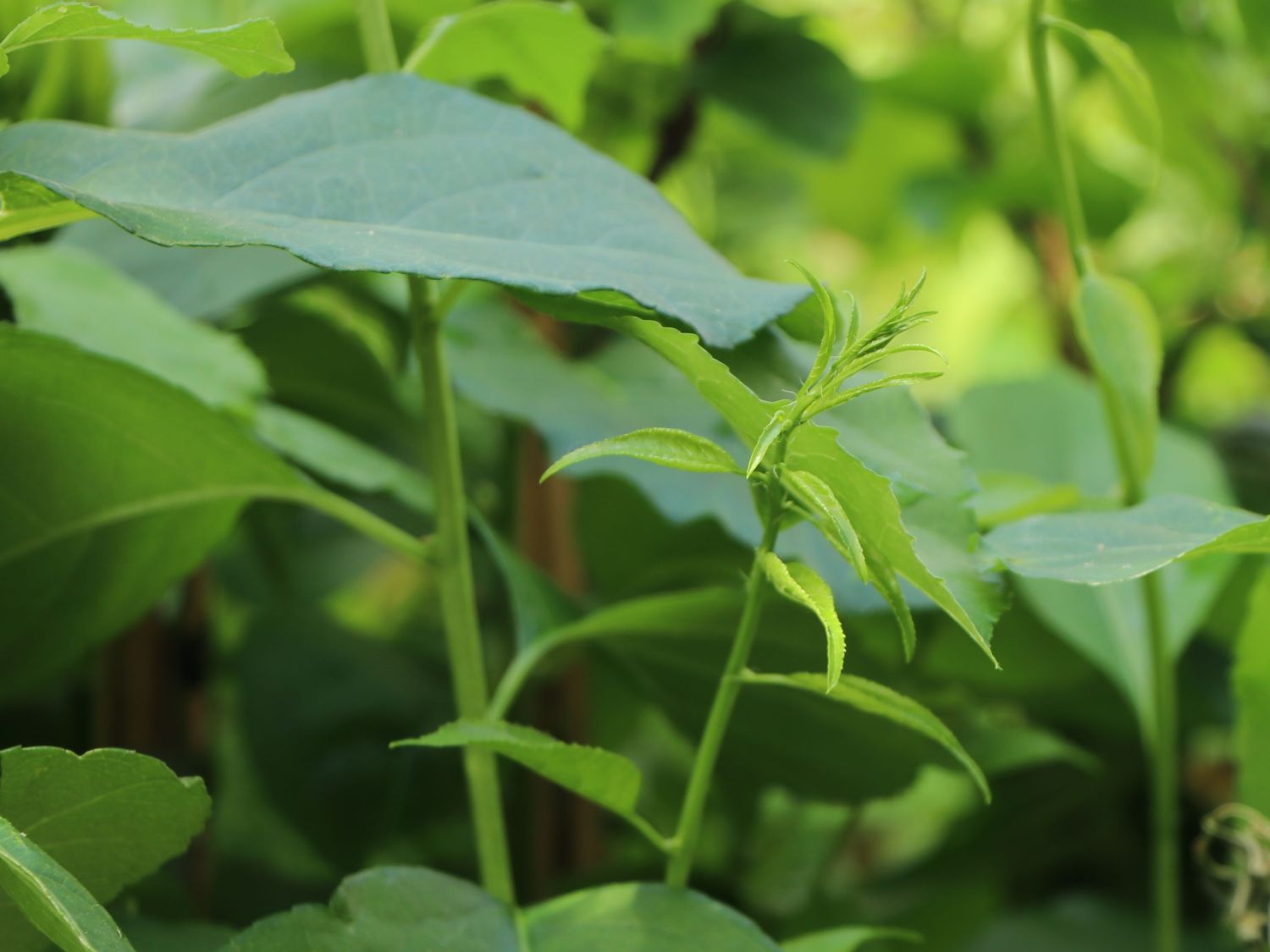 Chinesischer Baumwürger 'Hercules' - Celastrus orbiculatus 'Hercules ...