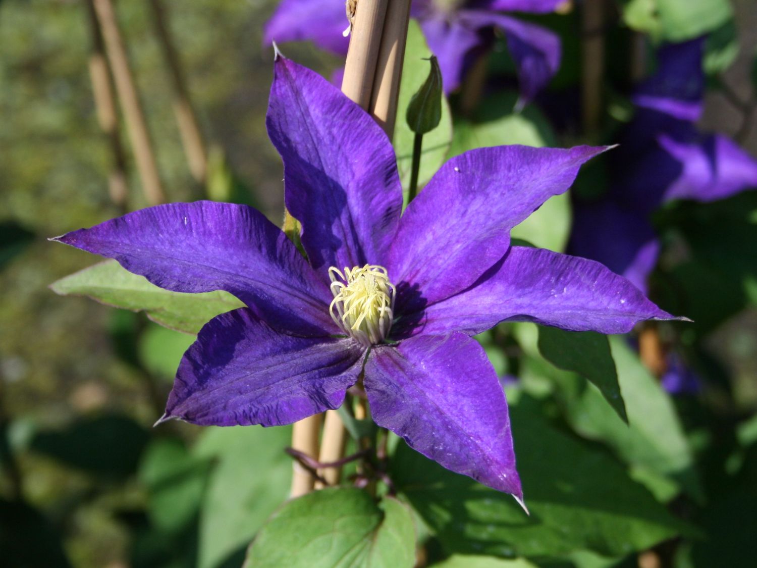 Clematis 'Daniel Deronda' - Clematis 'Daniel Deronda' - Baumschule ...