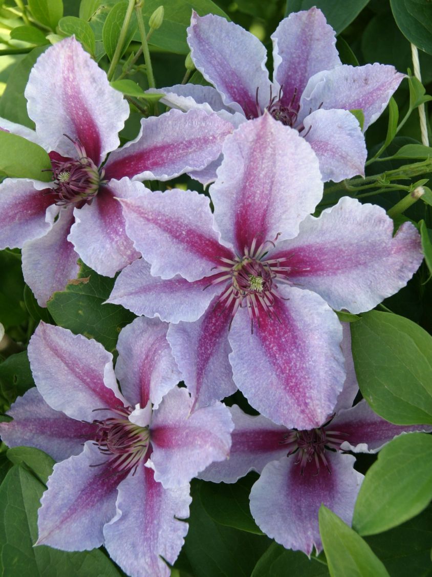 Clematis 'Darius' - Clematis 'Darius' - Baumschule Horstmann