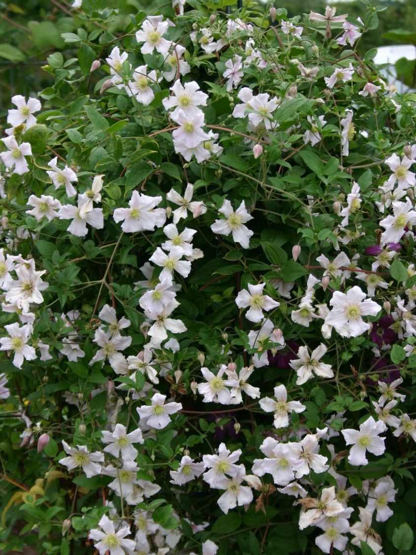 Clematis 'Entel' - Clematis viticella 'Entel' - Baumschule Horstmann