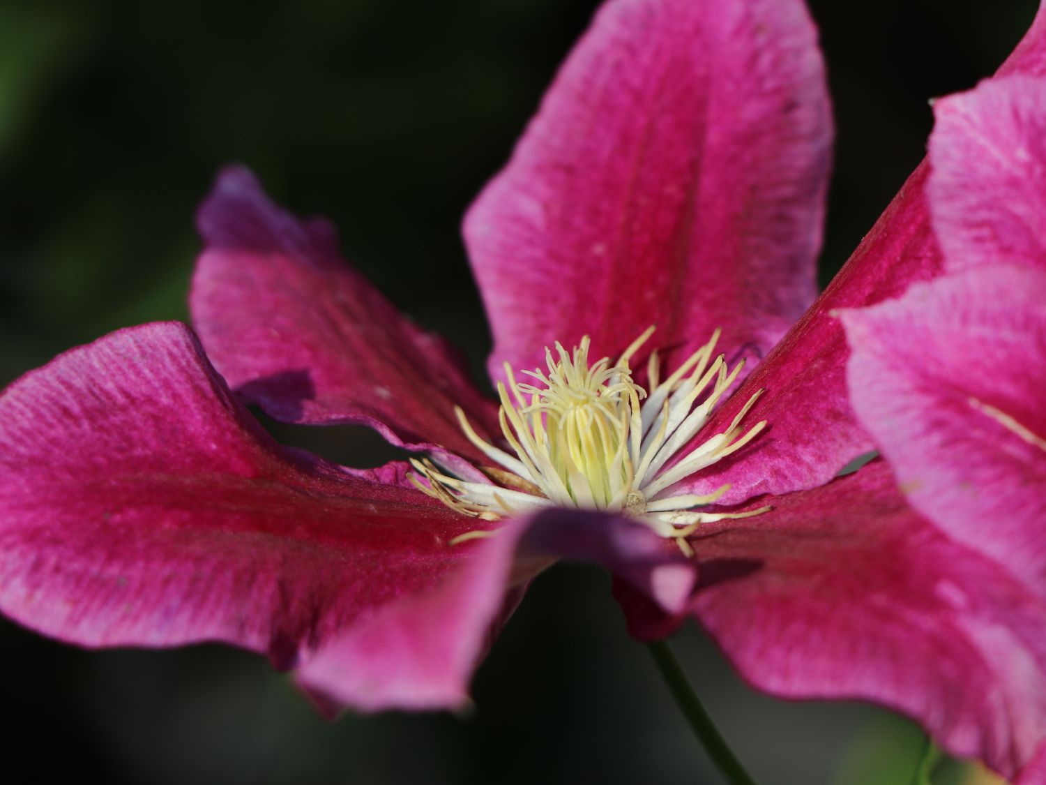 Clematis 'Hania' - Clematis 'Hania' - Baumschule Horstmann